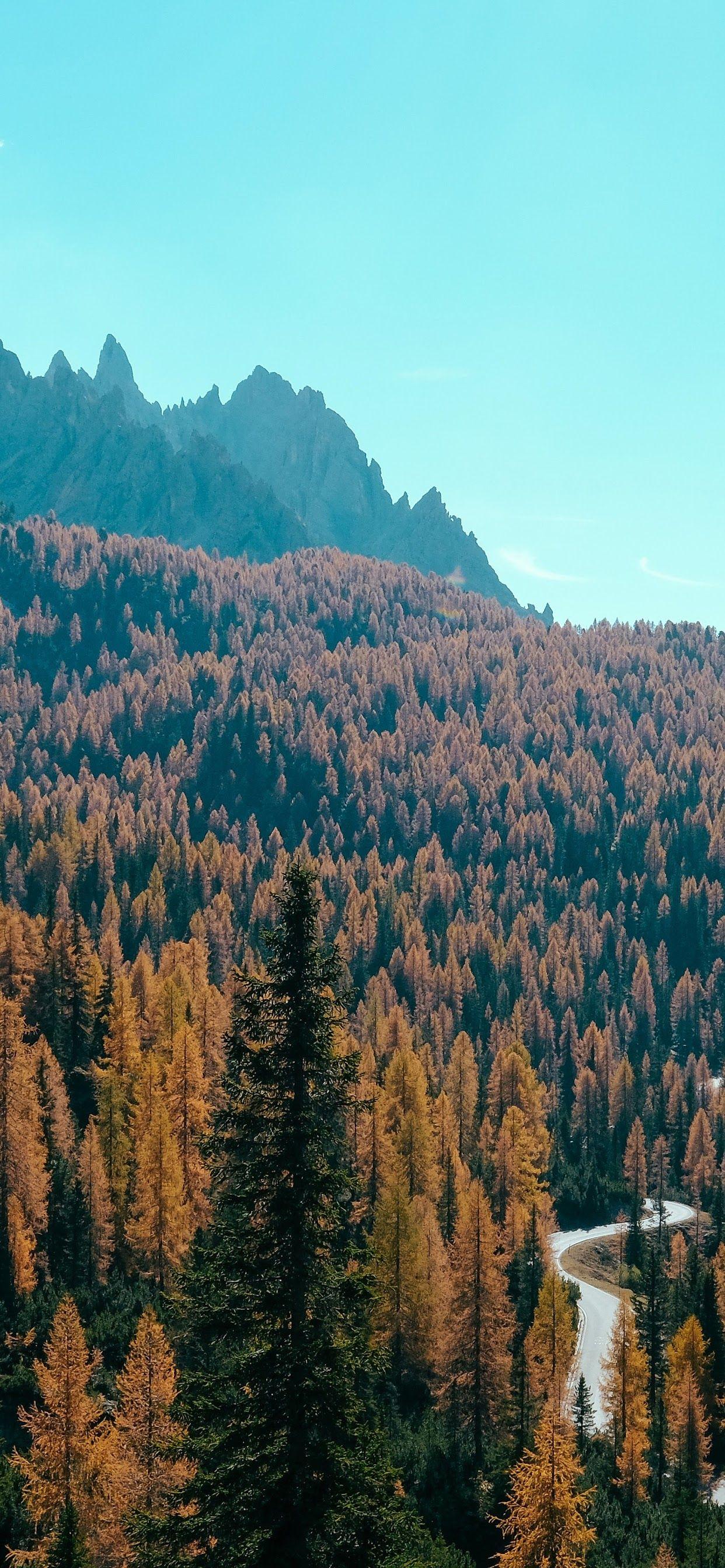 Autumn Forest iPhone Wallpapers - Top Free Autumn Forest iPhone ...