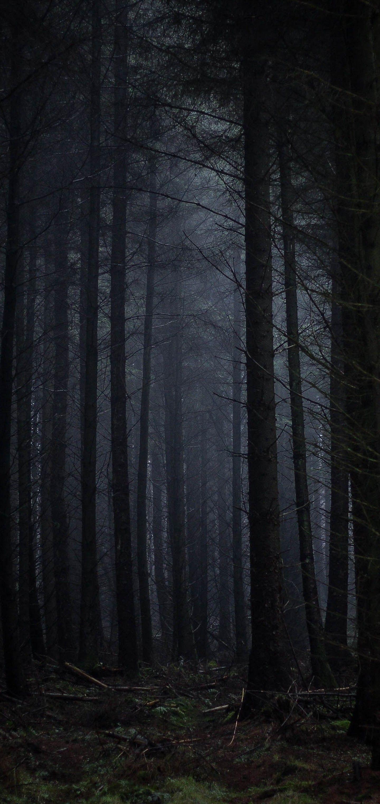 Dark Forest Fog Wallpapers - Top Free Dark Forest Fog Backgrounds ...