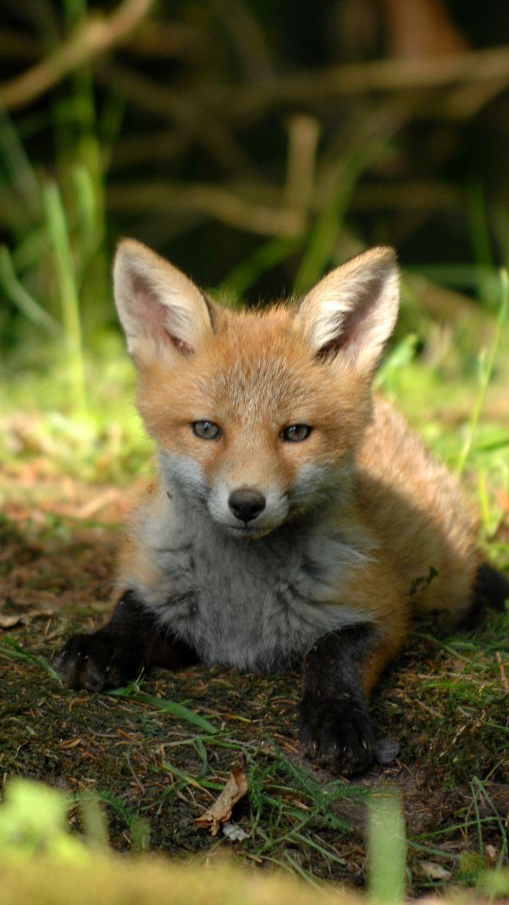 Cute Baby Fox Wallpapers - Top Free Cute Baby Fox Backgrounds - WallpaperAccess