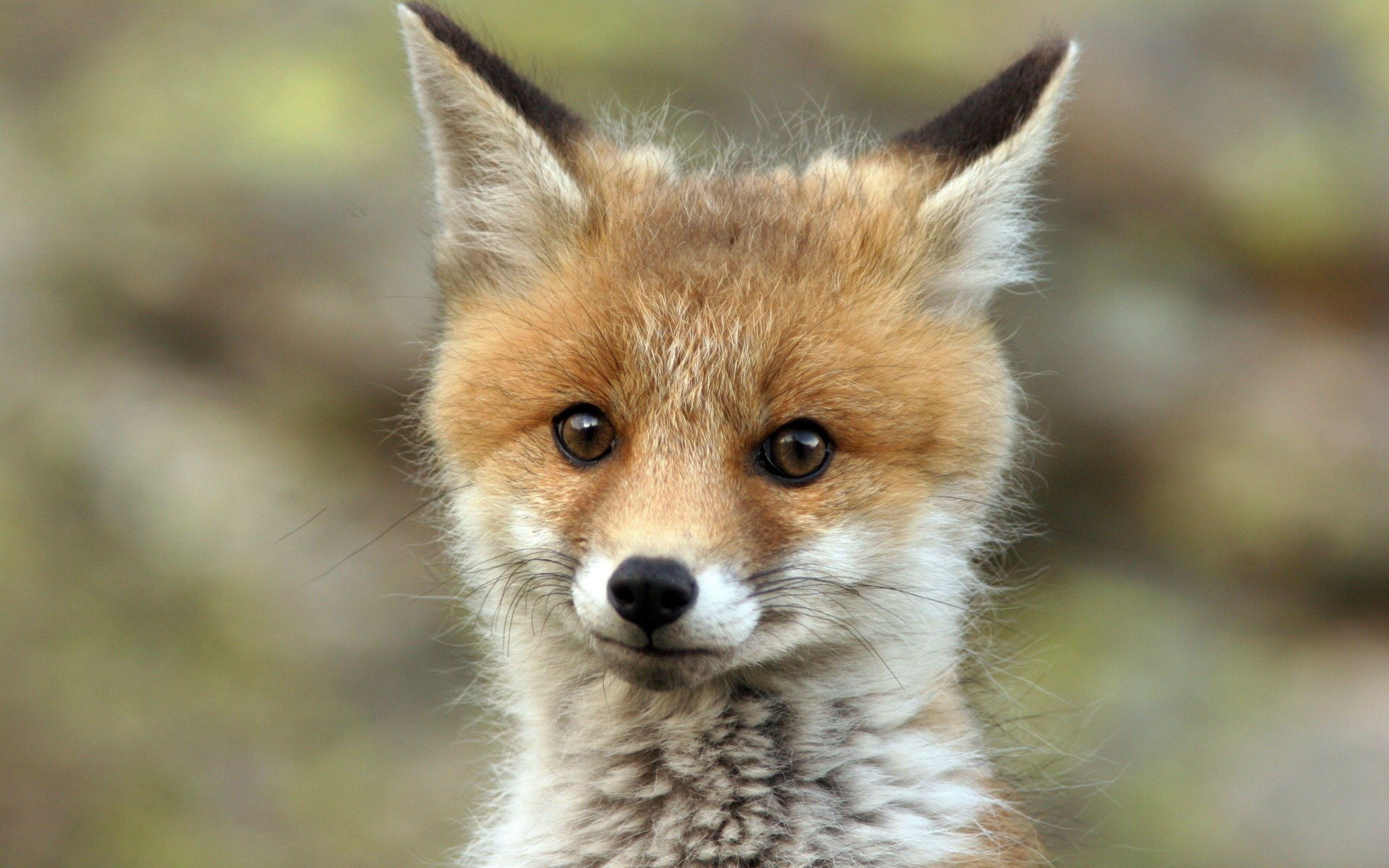Cute Baby Fox Wallpapers - Top Free Cute Baby Fox Backgrounds - WallpaperAccess