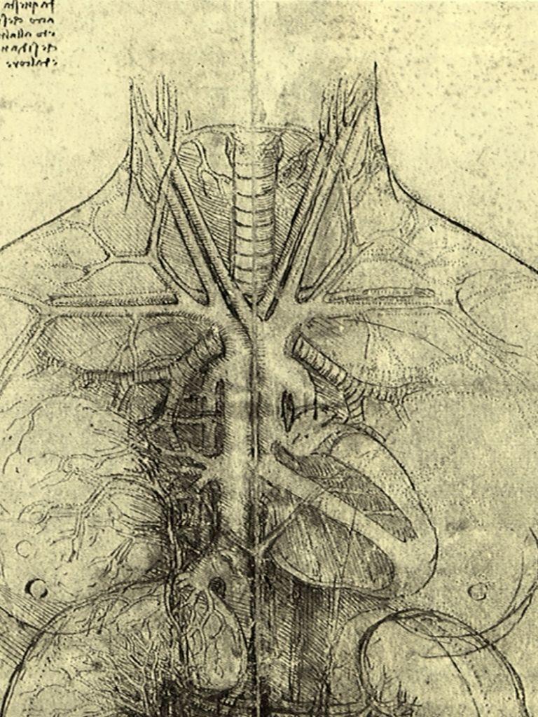 Anatomy Art Wallpapers - Top Free Anatomy Art Backgrounds - WallpaperAccess