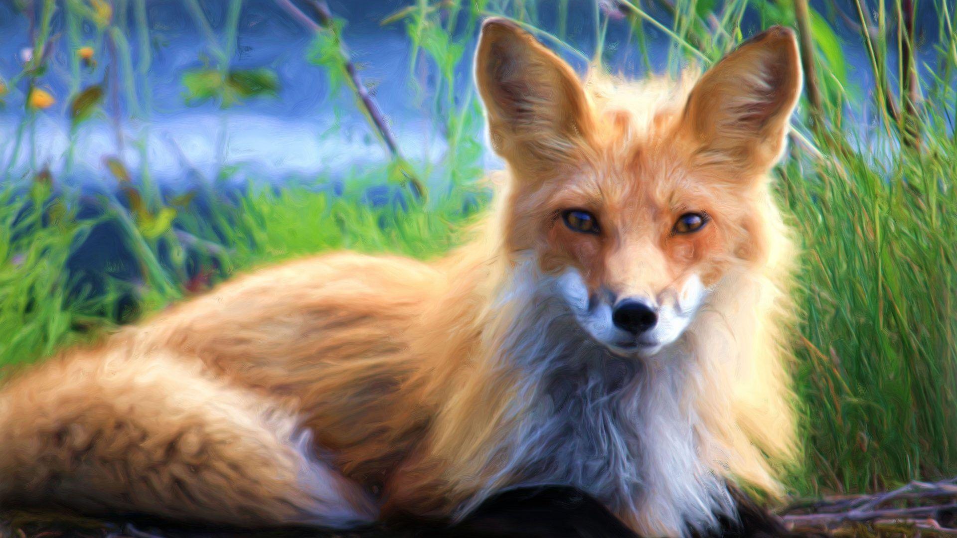Fox Painting Wallpapers - Top Free Fox Painting Backgrounds ...