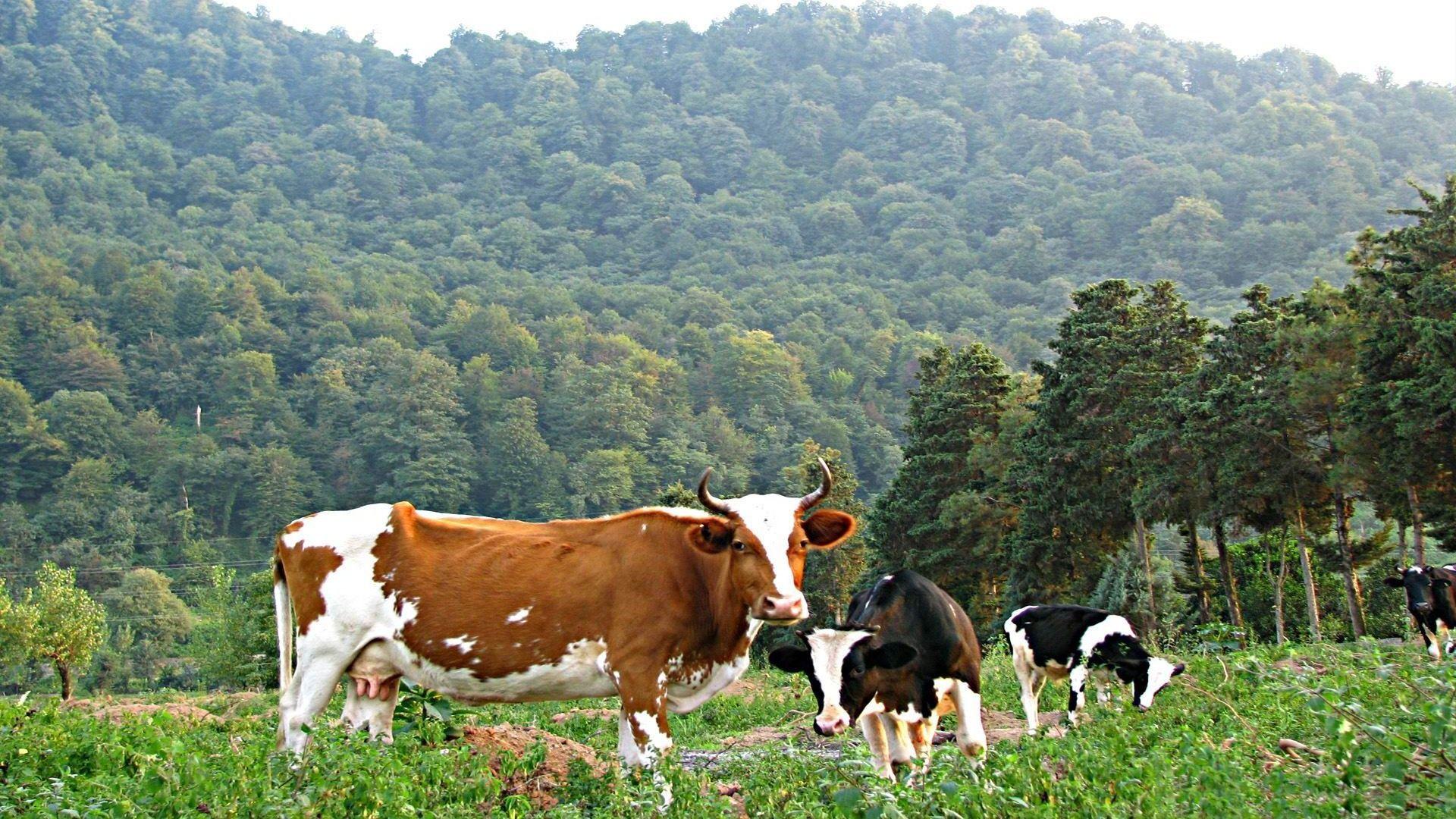 Iran Landscape Wallpapers - Top Free Iran Landscape Backgrounds ...