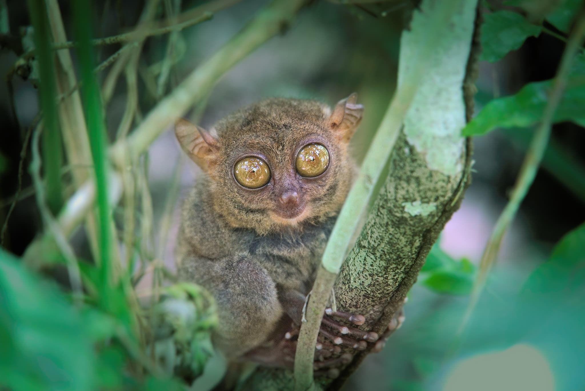 Bohol Wallpapers - Top Free Bohol Backgrounds - WallpaperAccess