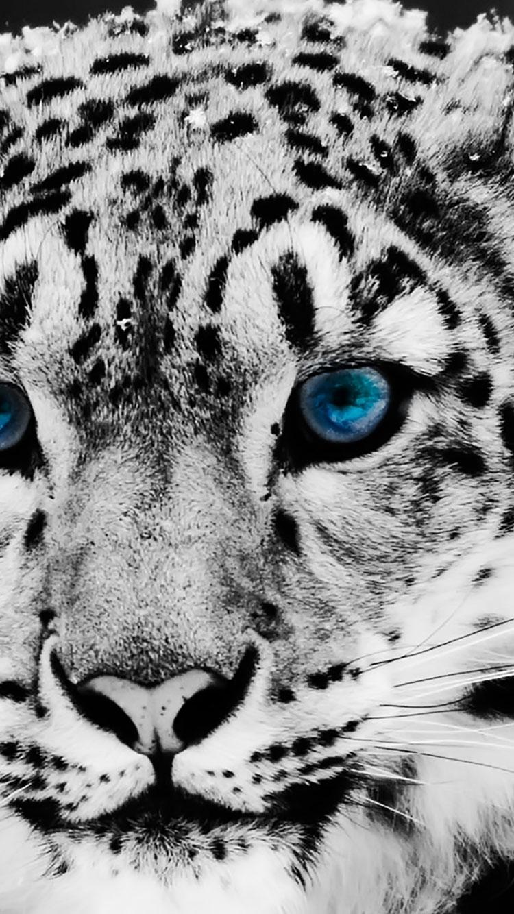 Phone Animals Wallpapers - Top Free Phone Animals Backgrounds ...