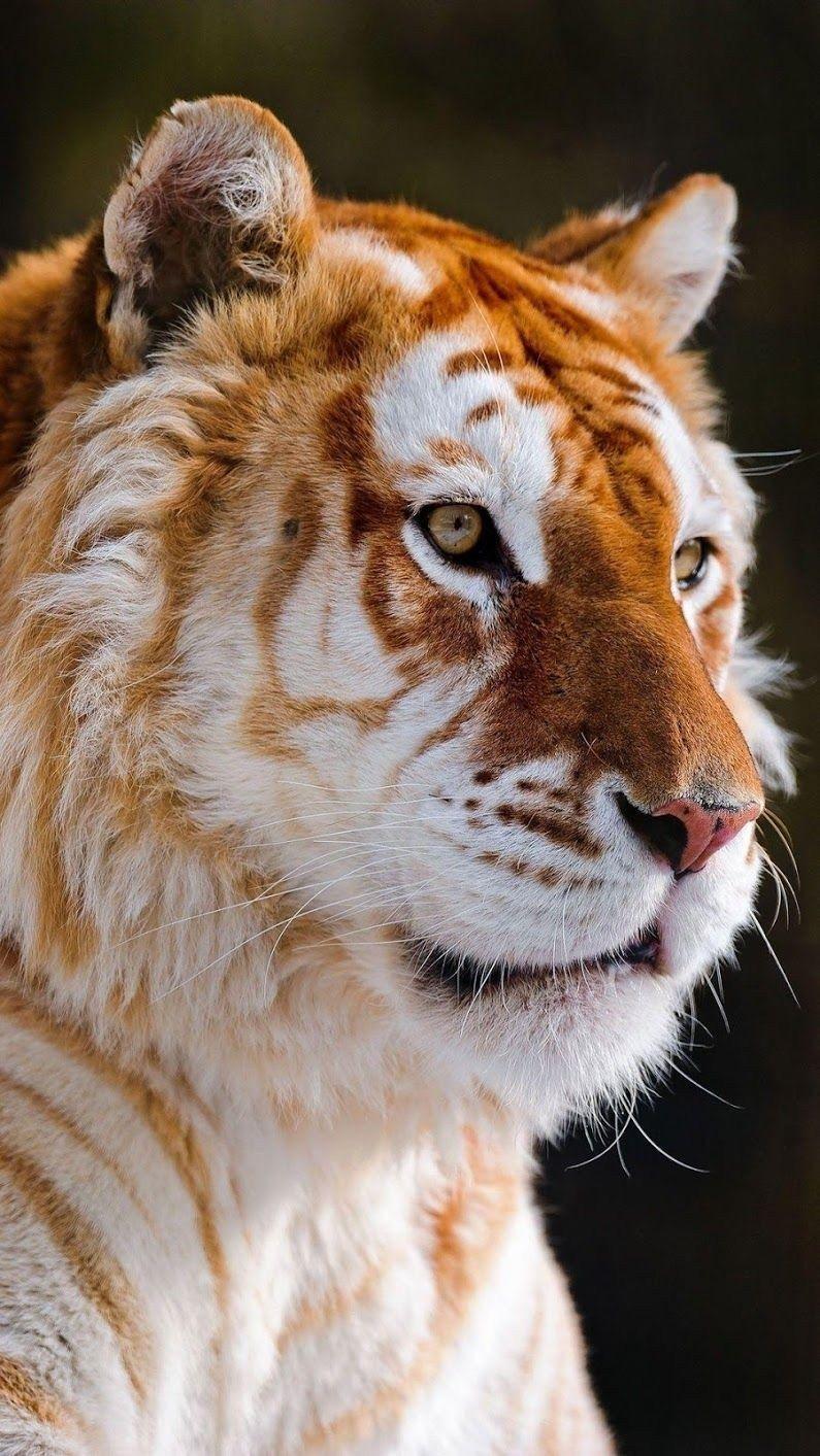 Phone Animals Wallpapers - Top Free Phone Animals Backgrounds ...