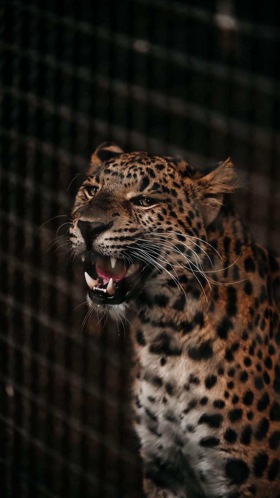 Phone Animals Wallpapers - Top Free Phone Animals Backgrounds ...
