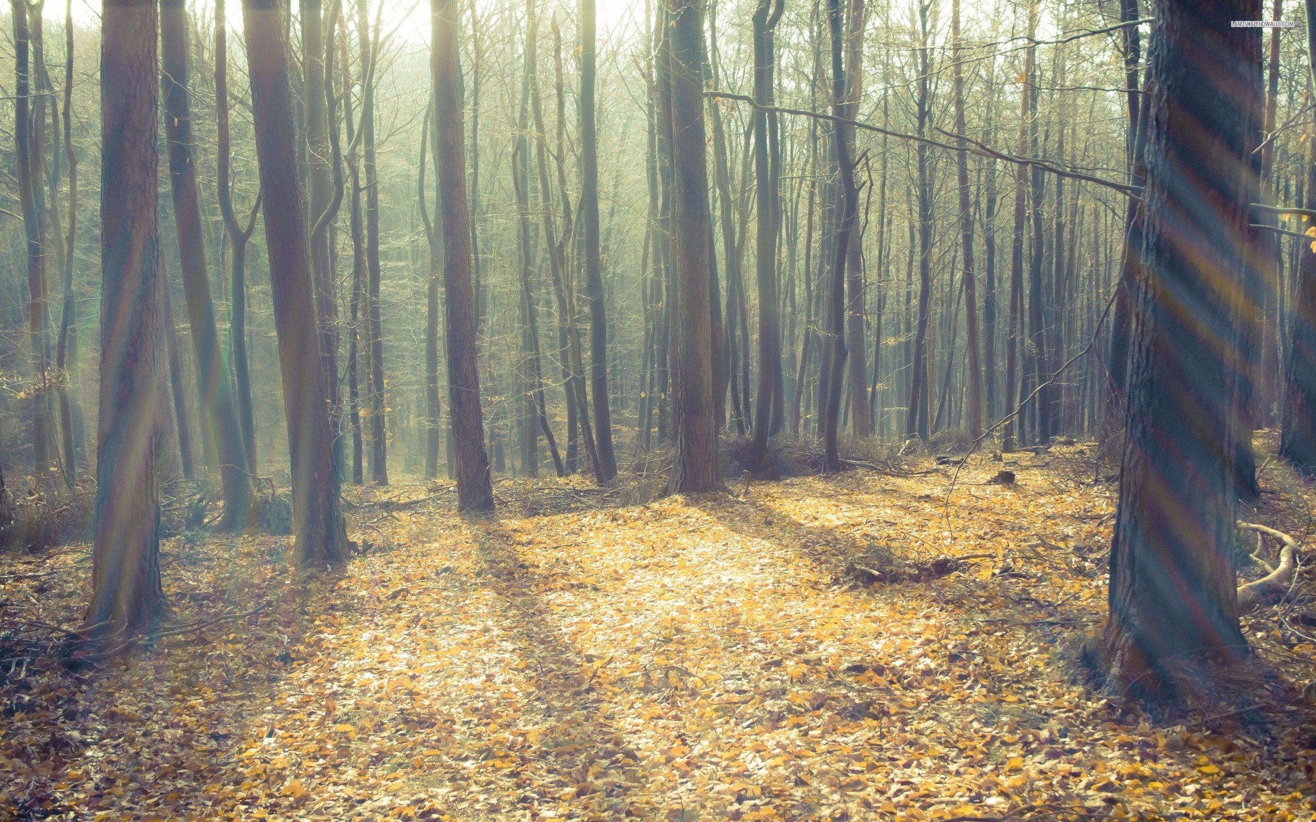 Hipster Nature Wallpapers - Top Free Hipster Nature Backgrounds ...
