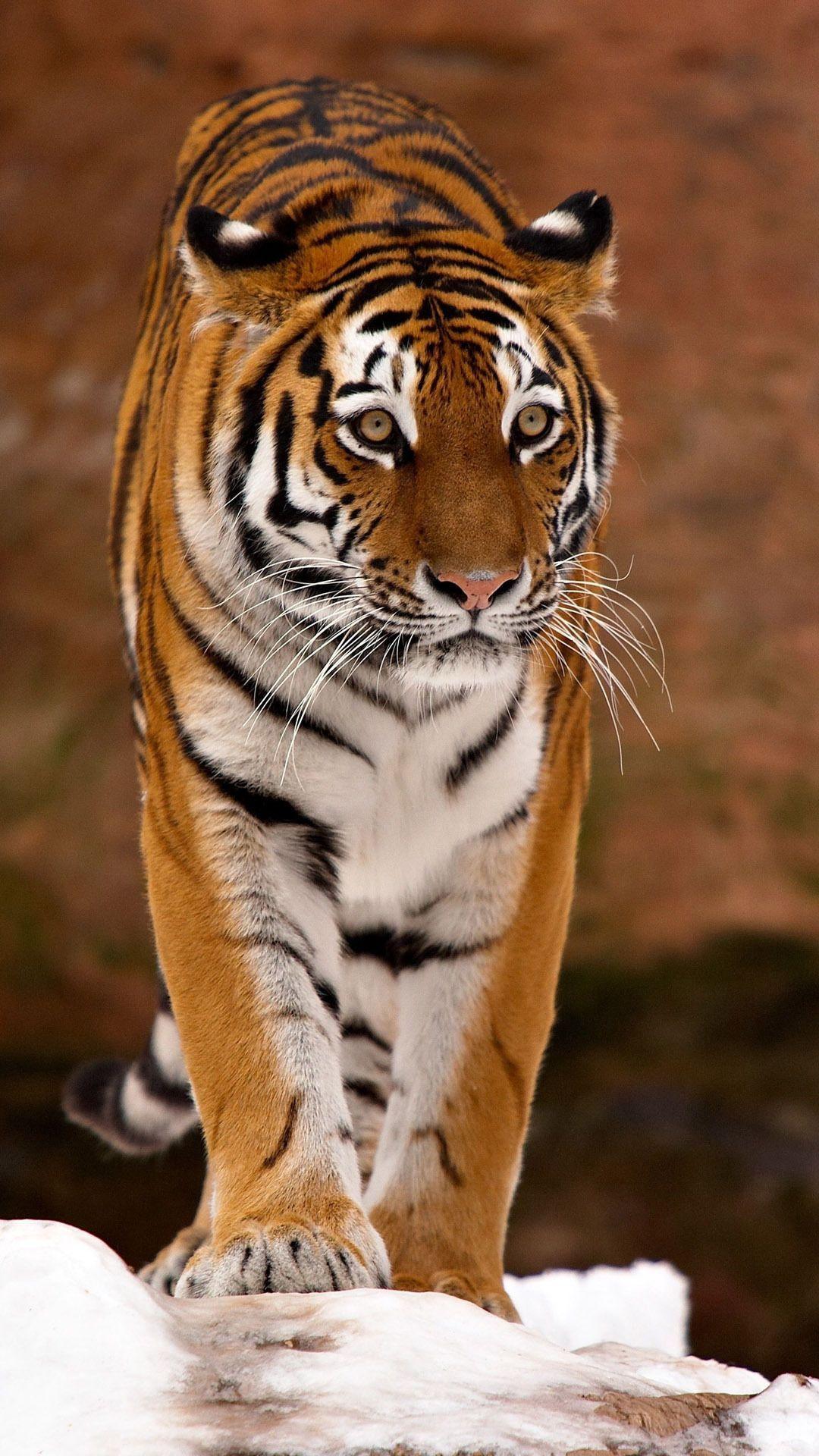 Phone Animals Wallpapers - Top Free Phone Animals Backgrounds ...