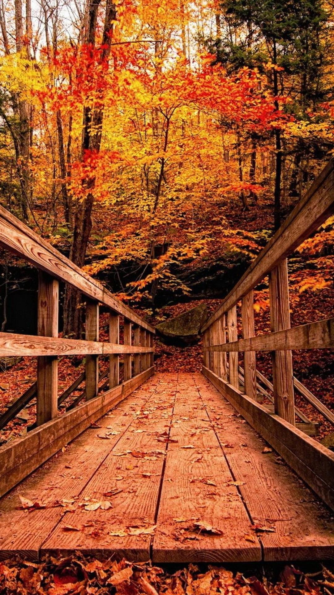 Autumn Forest HD Wallpapers - Top Free Autumn Forest HD Backgrounds ...