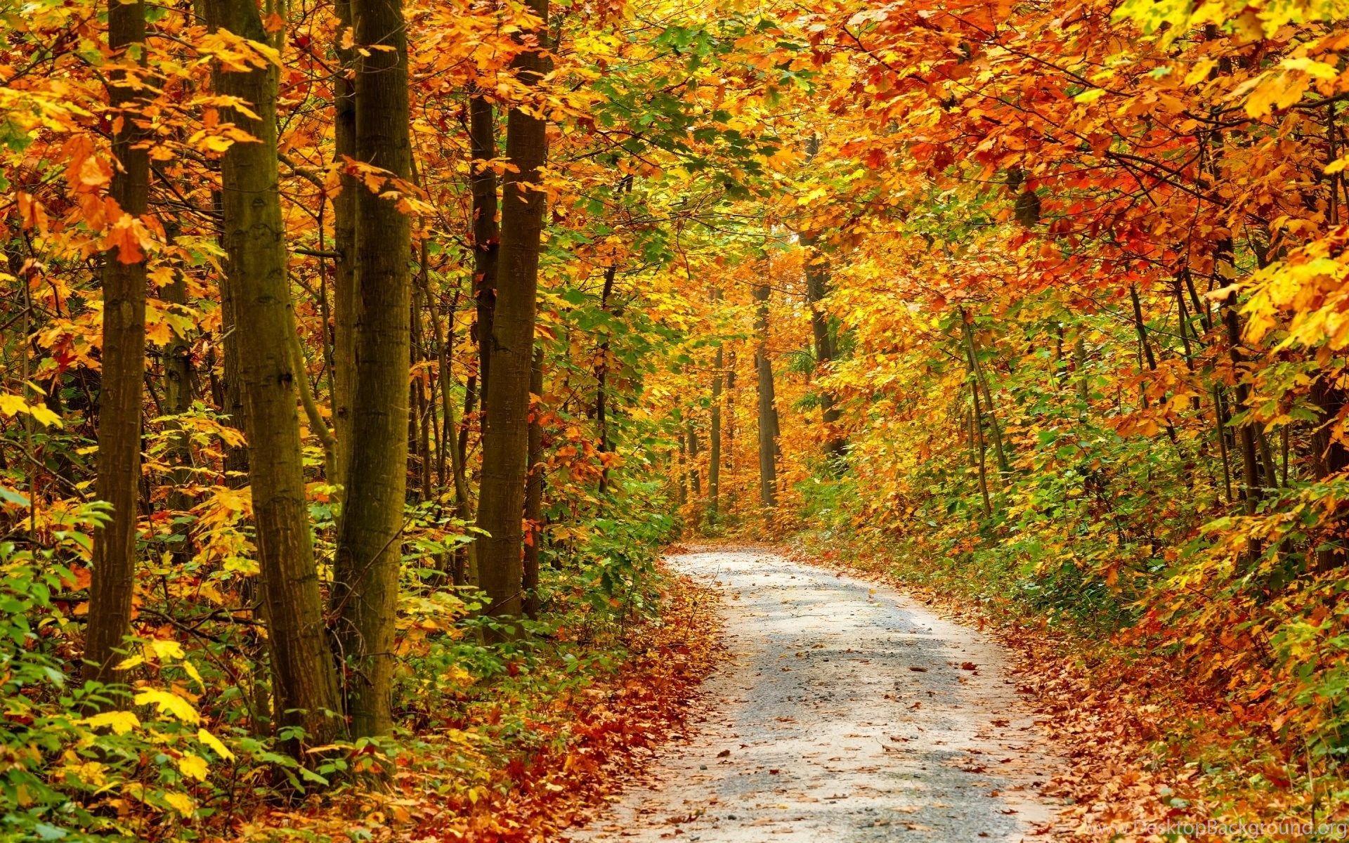 Autumn Forest HD Wallpapers - Top Free Autumn Forest HD Backgrounds ...