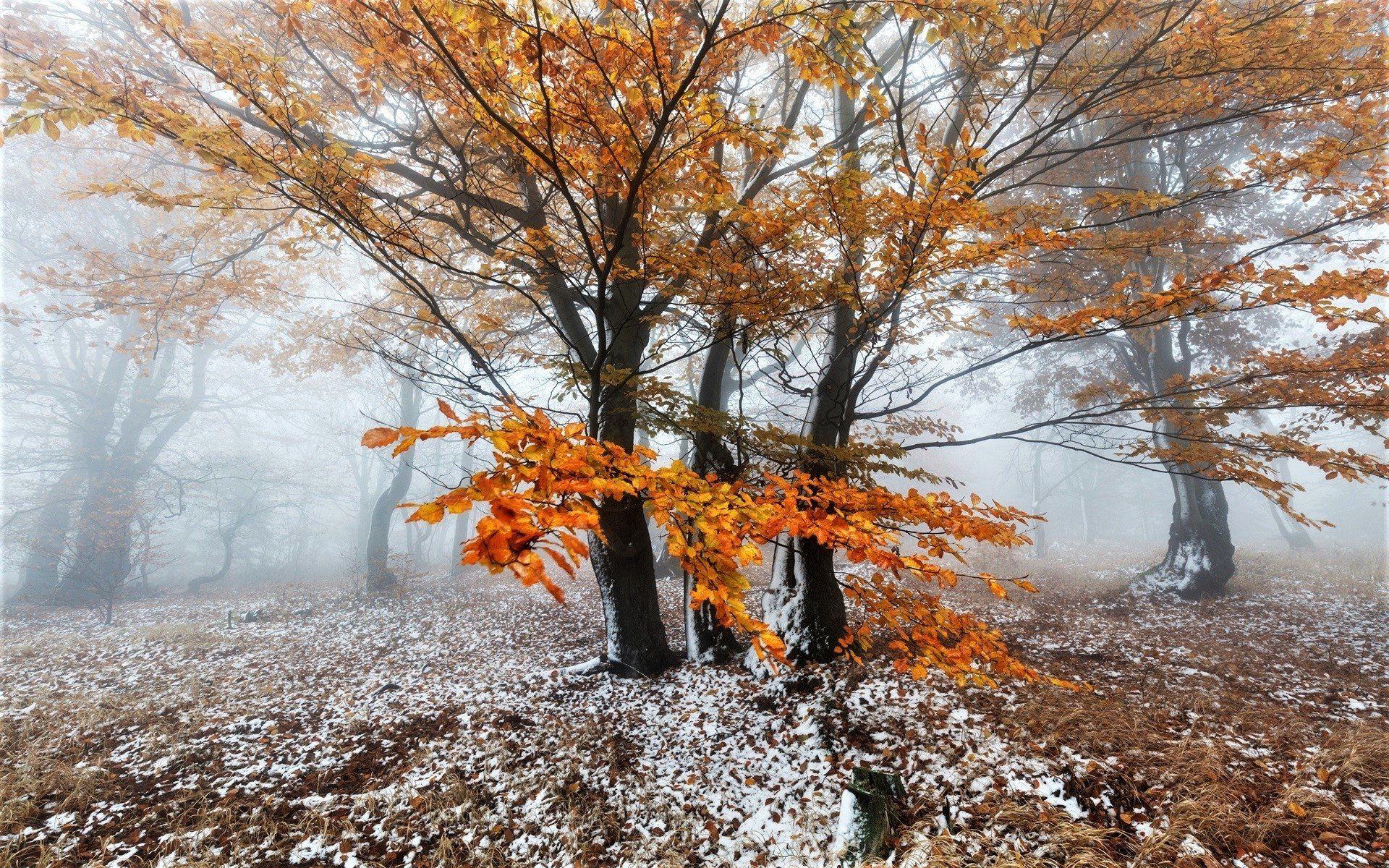 Autumn Snow Wallpapers - Top Free Autumn Snow Backgrounds - WallpaperAccess