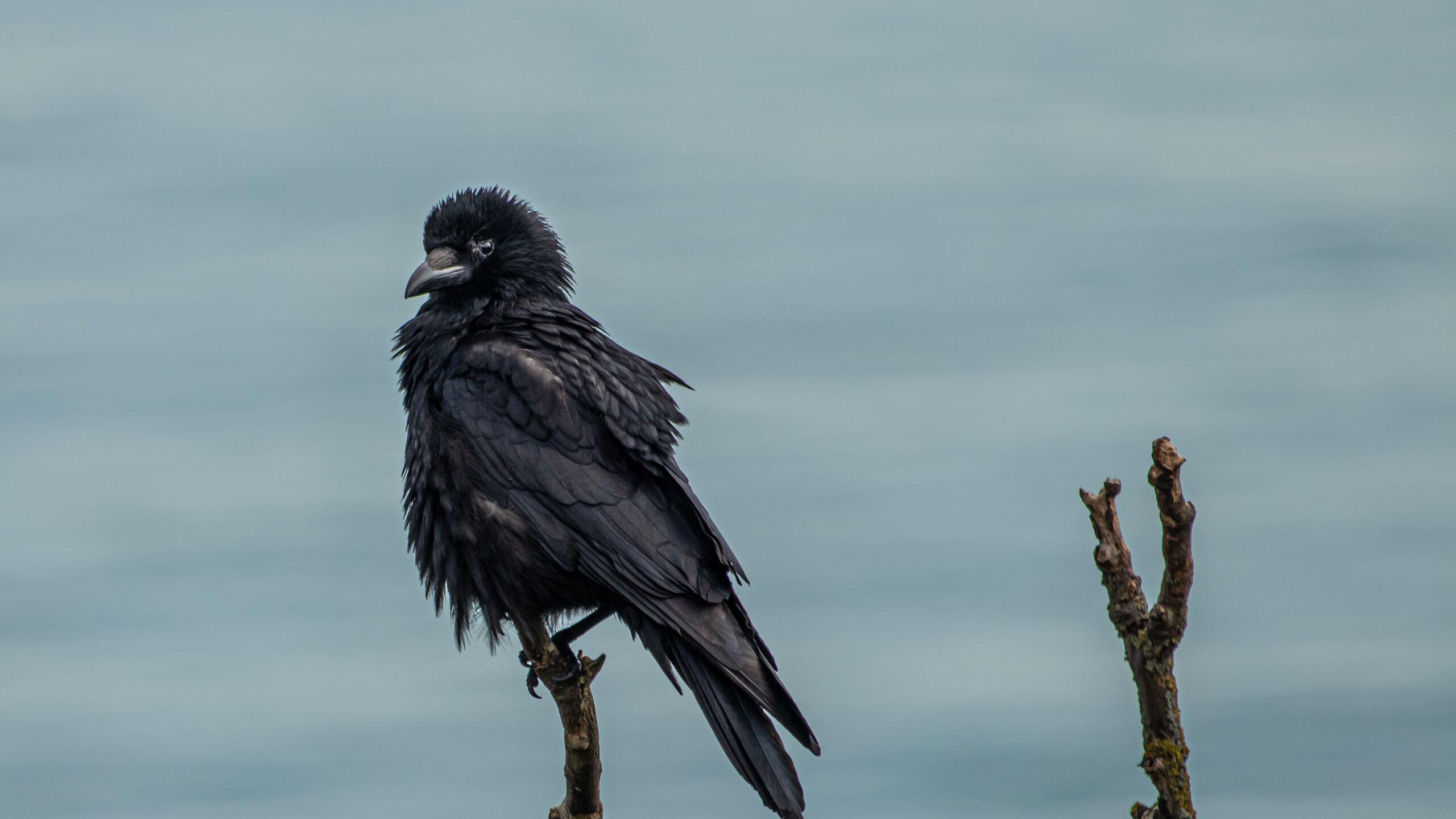 The Crow 4K Wallpapers - Top Free The Crow 4K Backgrounds - WallpaperAccess
