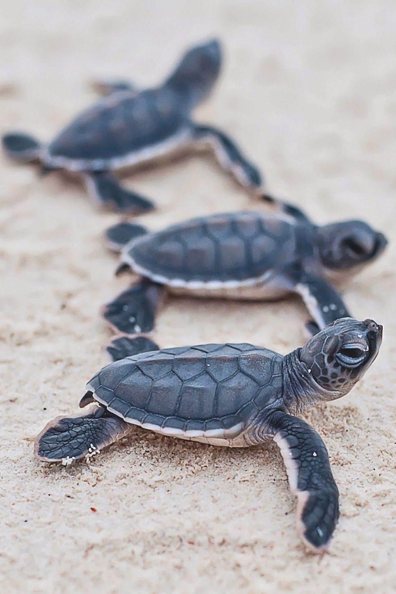 Cute Baby Turtle Wallpapers - Top Free Cute Baby Turtle Backgrounds ...