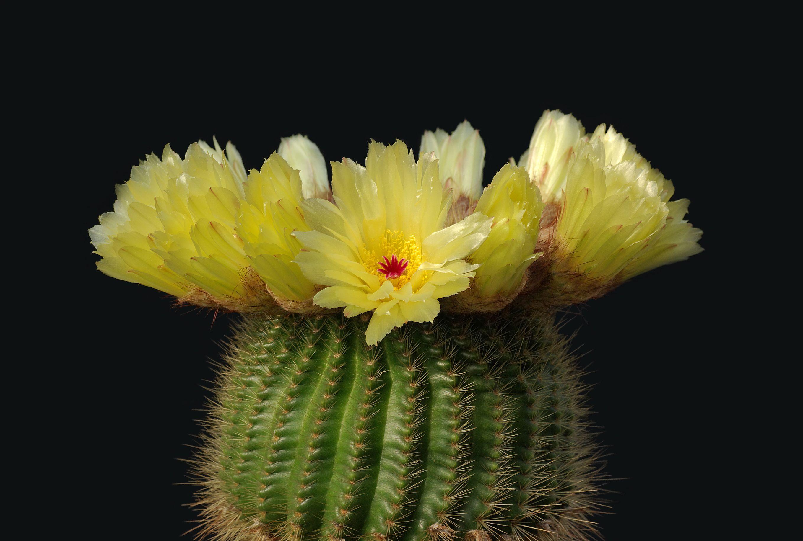 Yellow Cactus Wallpapers - Top Free Yellow Cactus Backgrounds ...