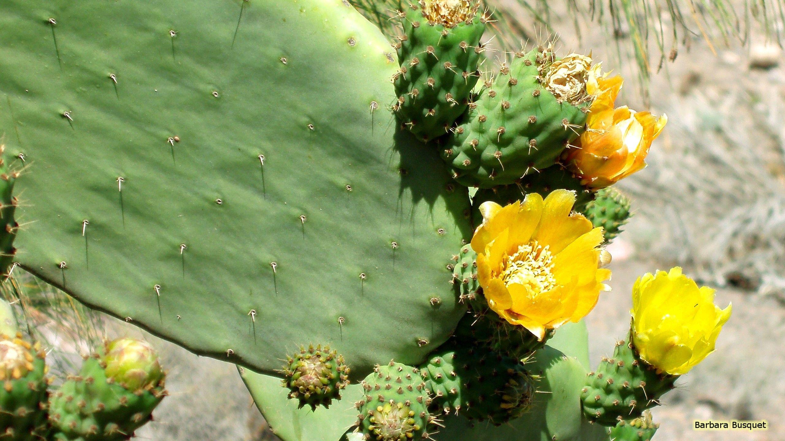 Yellow Cactus Wallpapers - Top Free Yellow Cactus Backgrounds ...