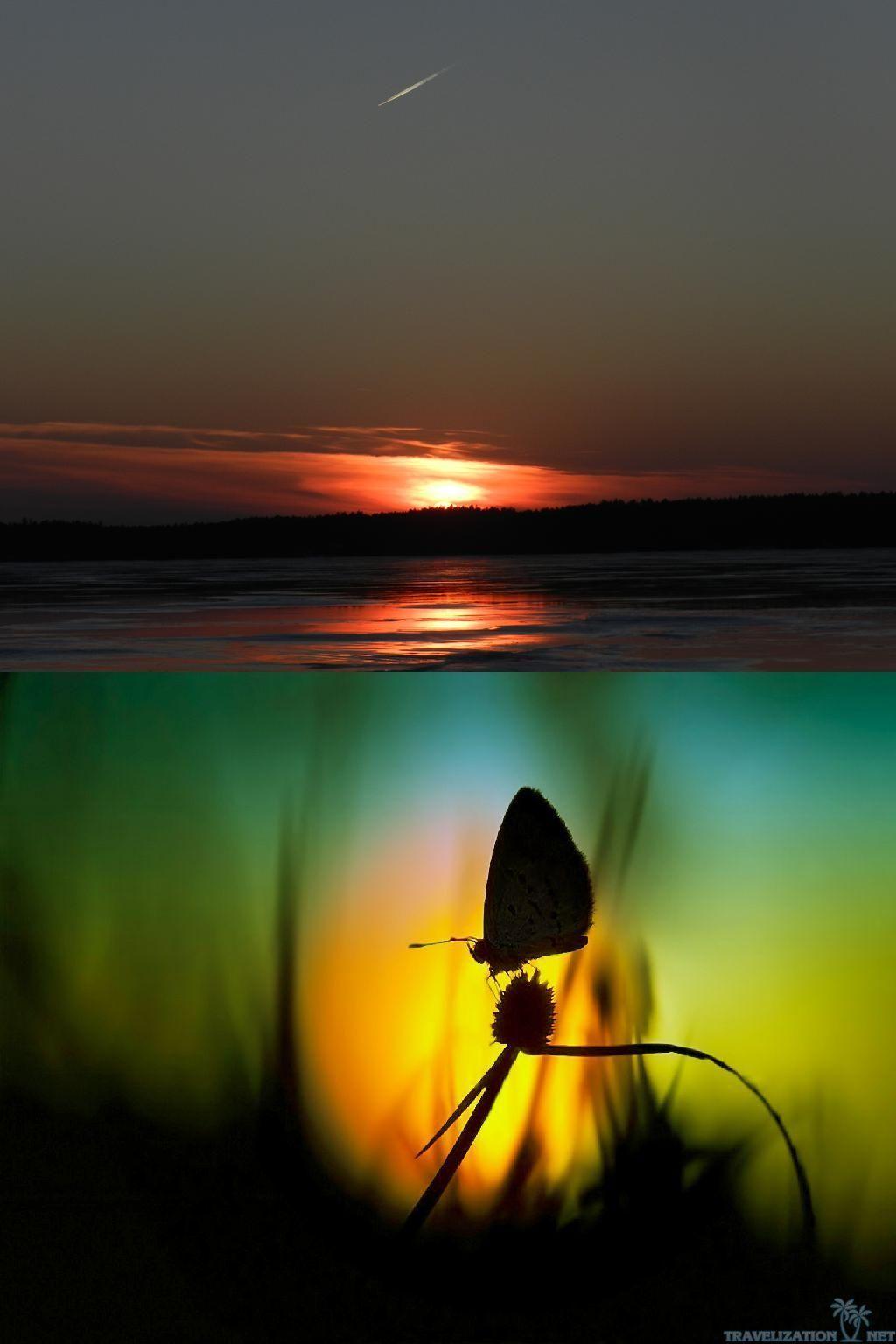 Butterfly Sunset Wallpapers - Top Free Butterfly Sunset Backgrounds ...