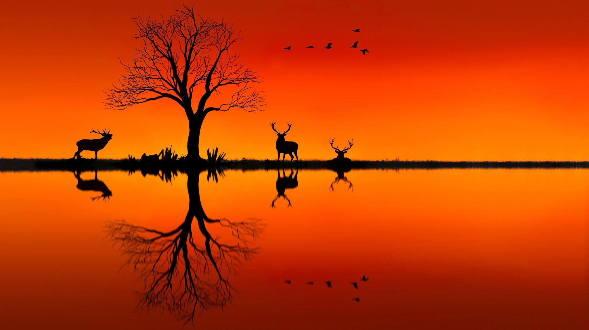 Deer Sunset Wallpapers - Top Free Deer Sunset Backgrounds - WallpaperAccess