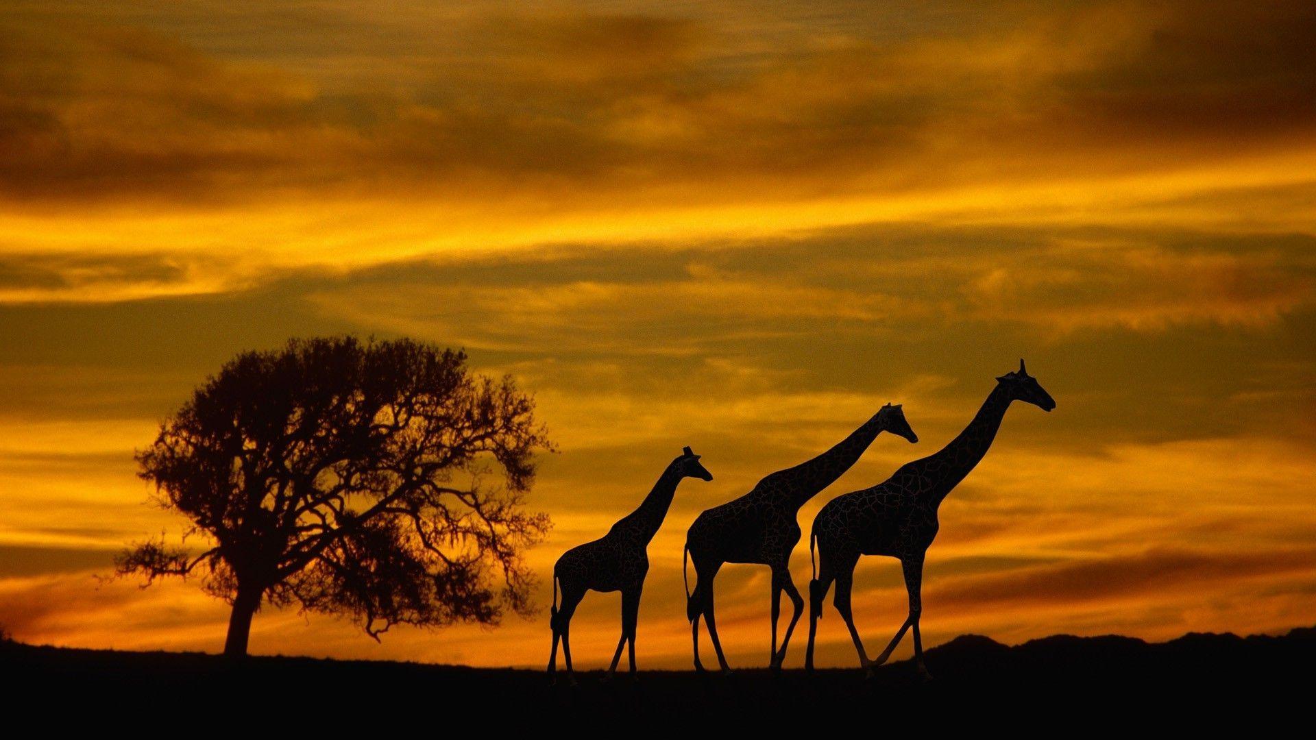Animal Sunset Wallpapers - Top Free Animal Sunset Backgrounds ...