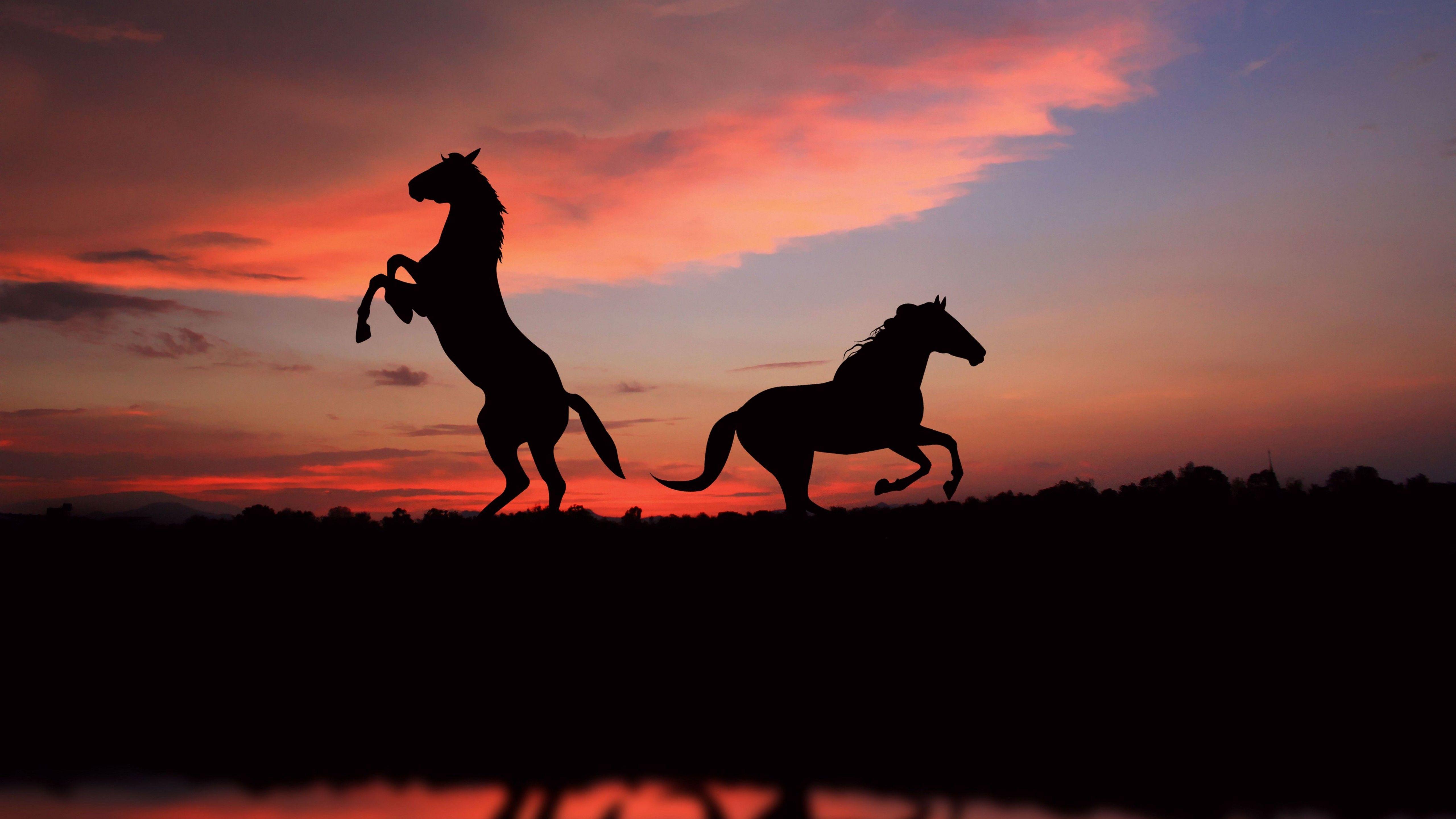 Animal Sunset Wallpapers - Top Free Animal Sunset Backgrounds ...