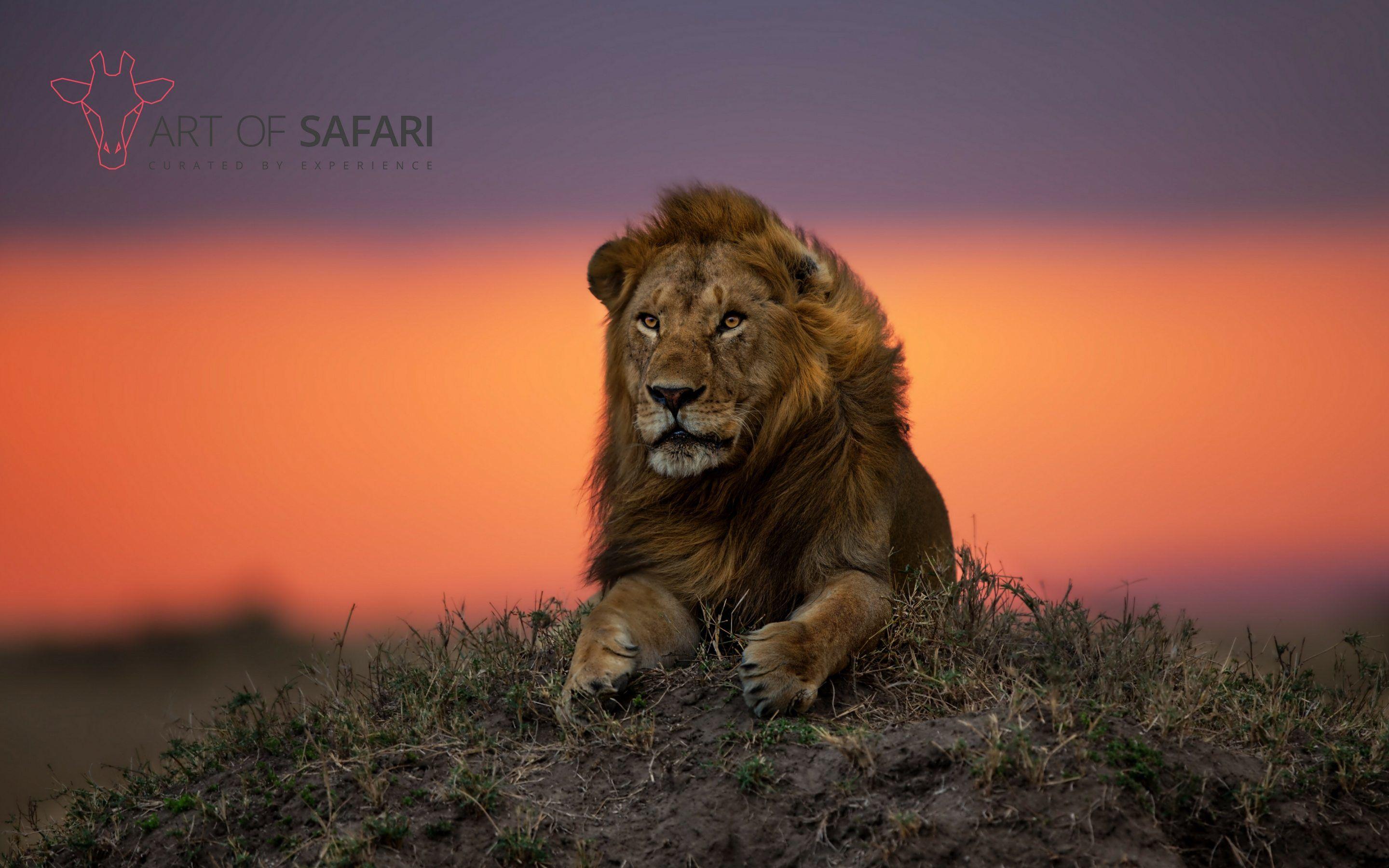 Lion Sunset Wallpapers - Top Free Lion Sunset Backgrounds - WallpaperAccess