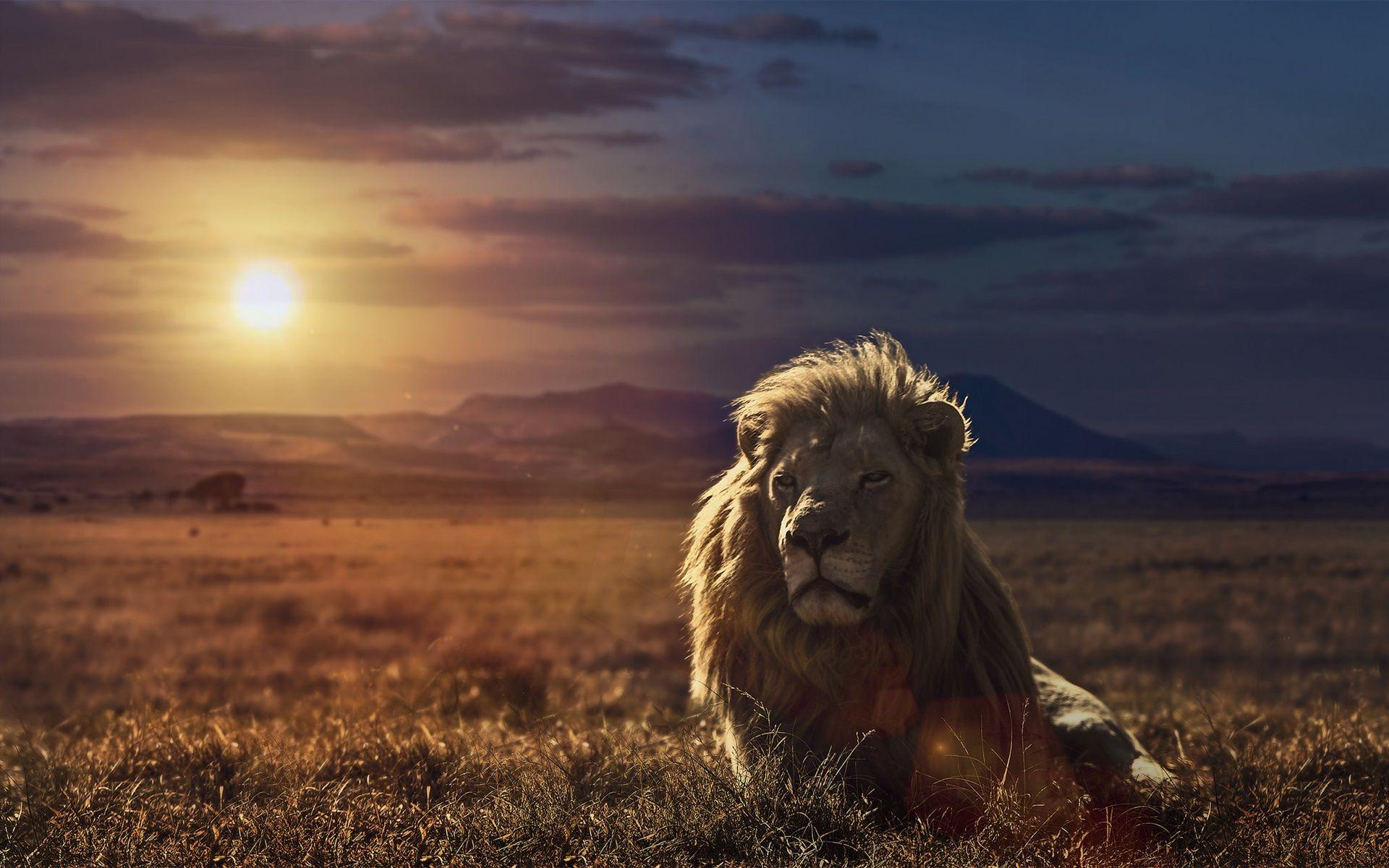 Lion Sunset Wallpapers - Top Free Lion Sunset Backgrounds - WallpaperAccess