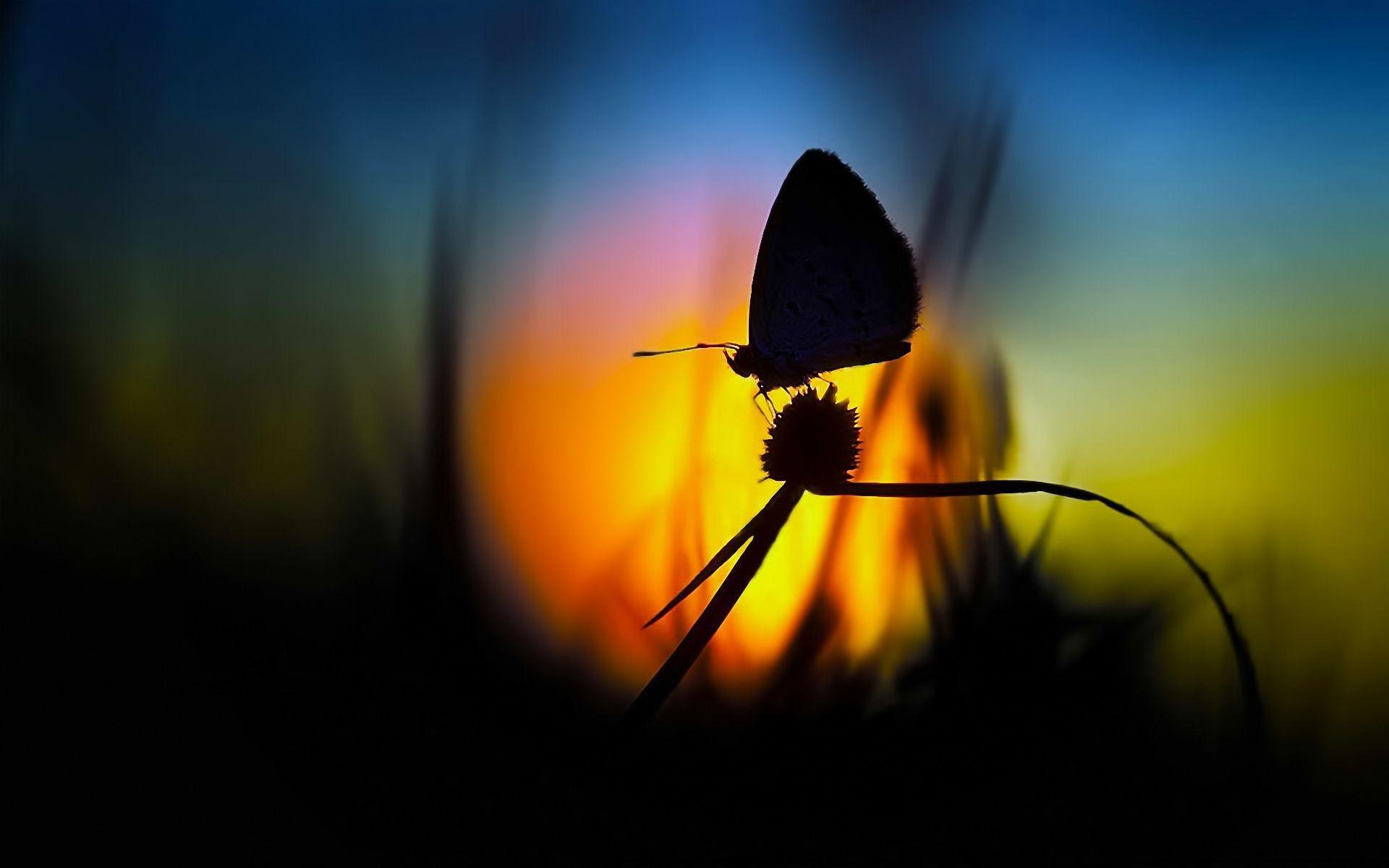 Butterfly Sunset Wallpapers - Top Free Butterfly Sunset Backgrounds ...