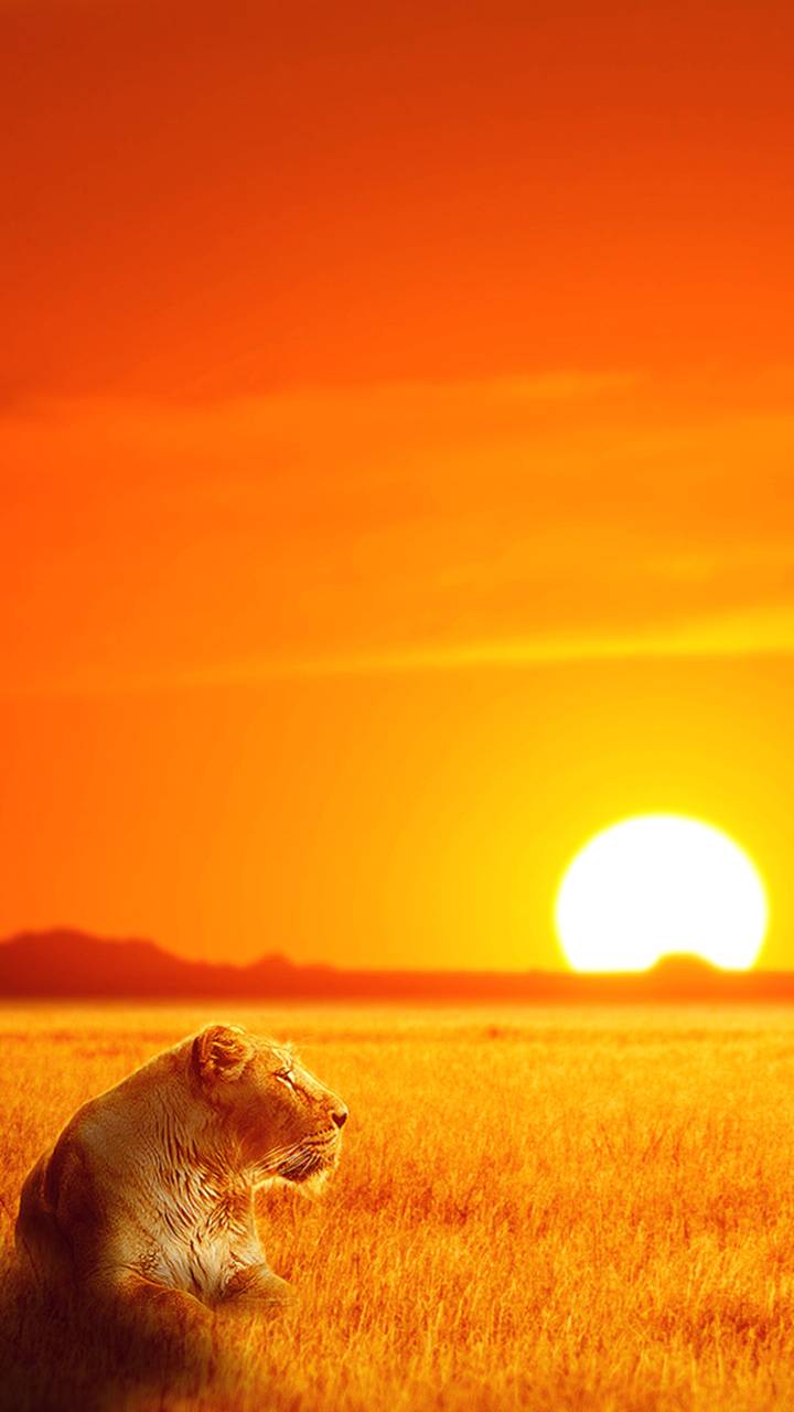 Lion Sunset Wallpapers - Top Free Lion Sunset Backgrounds - WallpaperAccess