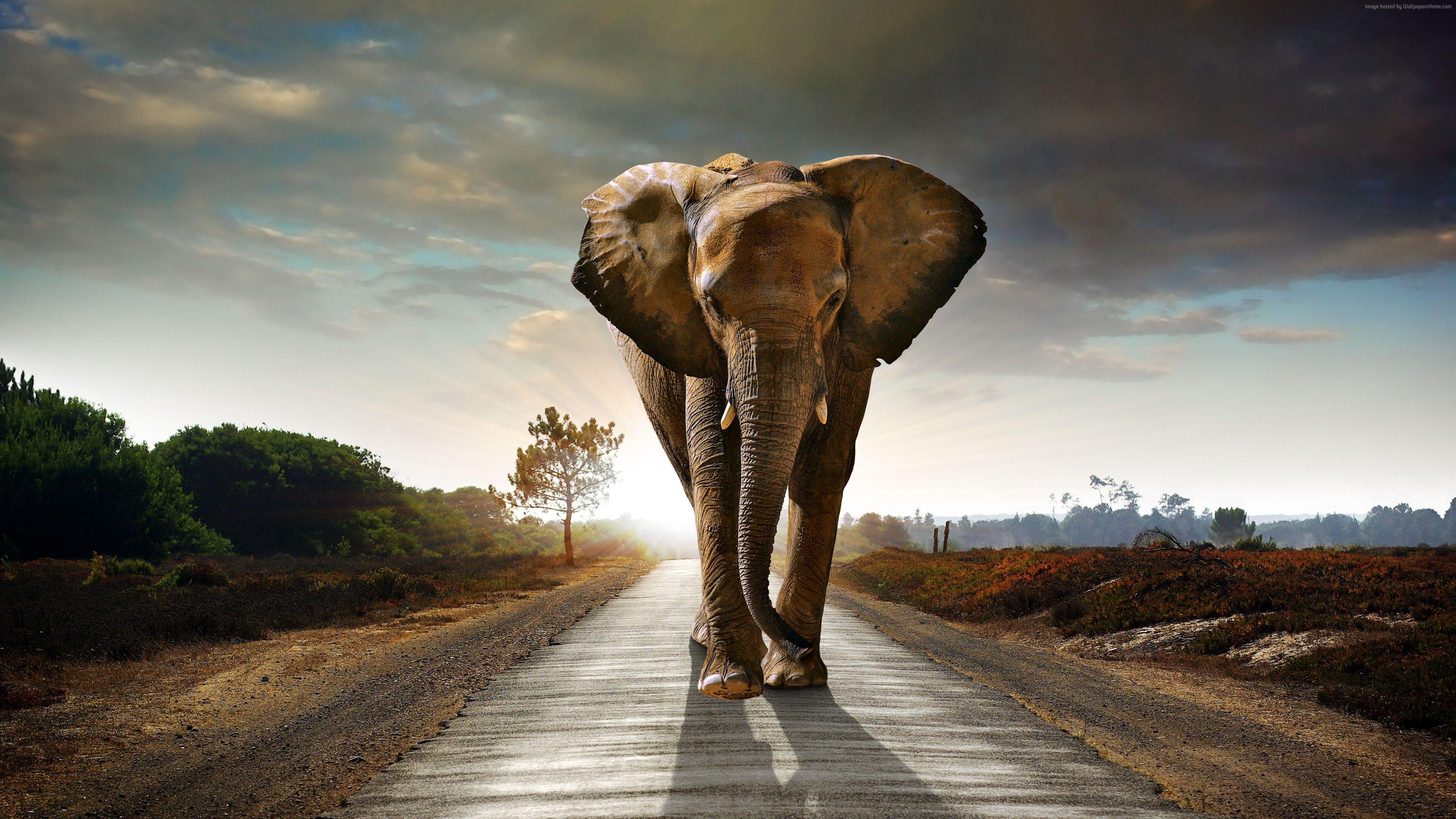 Animal Sunset Wallpapers - Top Free Animal Sunset Backgrounds ...