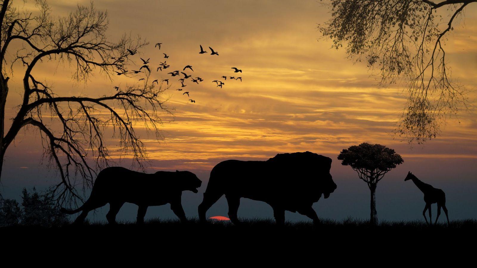 Lion Sunset Wallpapers - Top Free Lion Sunset Backgrounds - WallpaperAccess