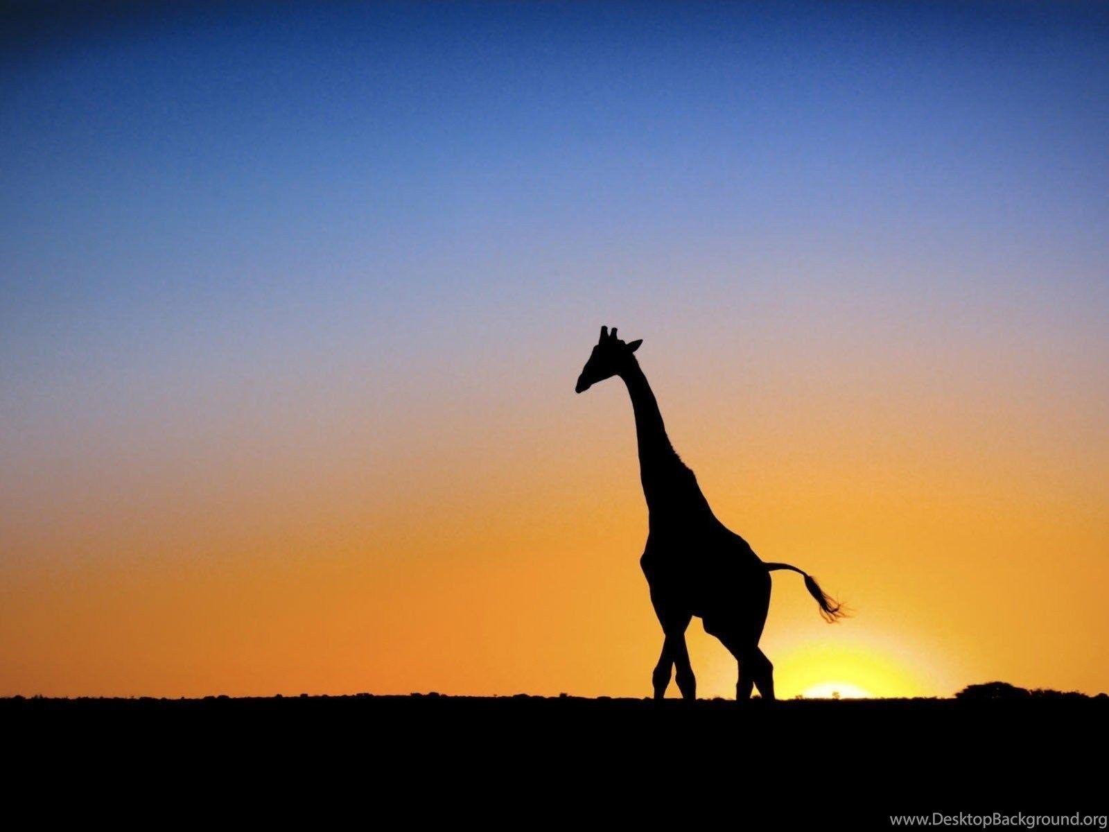 Animal Sunset Wallpapers - Top Free Animal Sunset Backgrounds ...