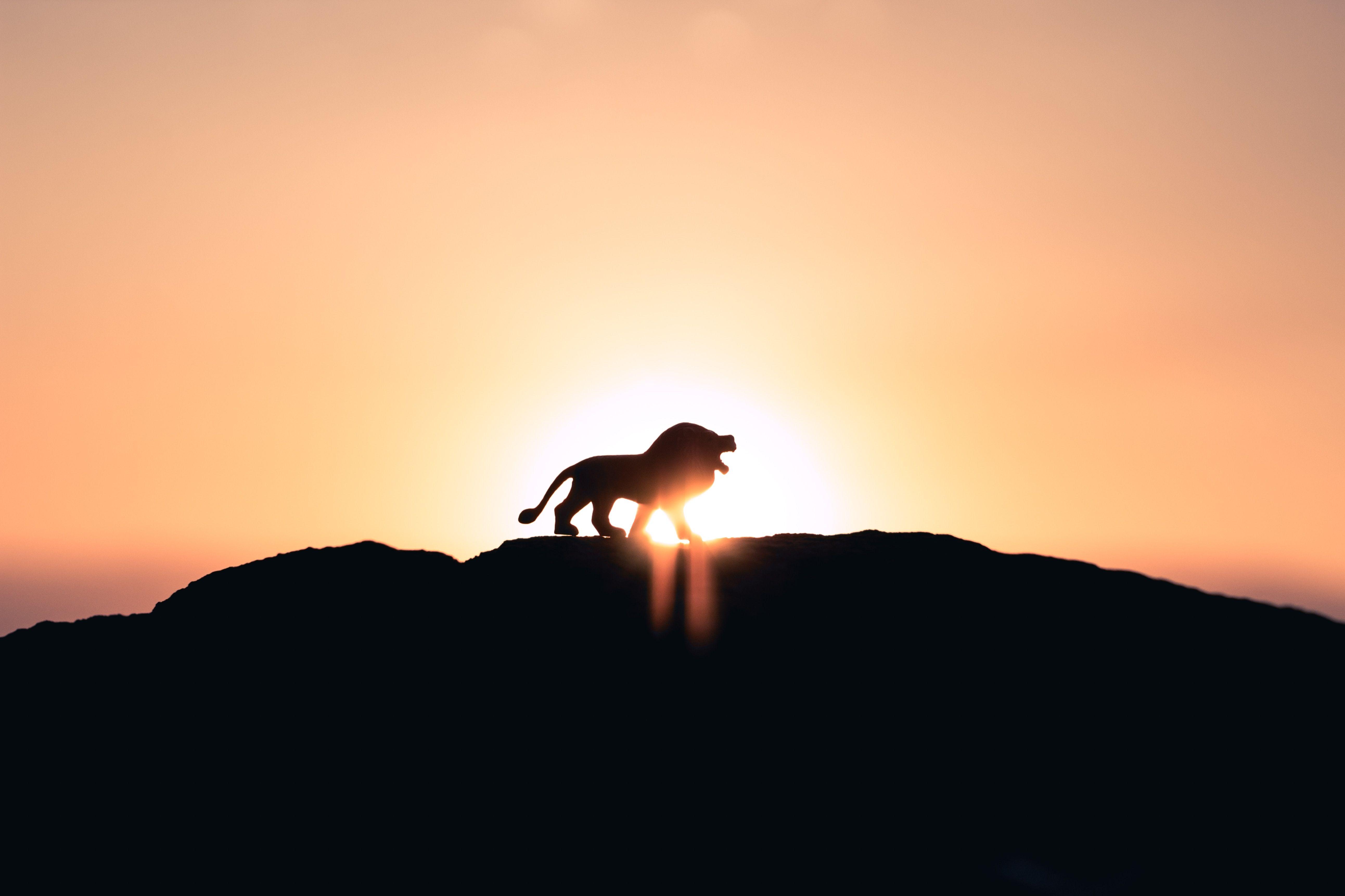 Lion Sunset Wallpapers - Top Free Lion Sunset Backgrounds - WallpaperAccess