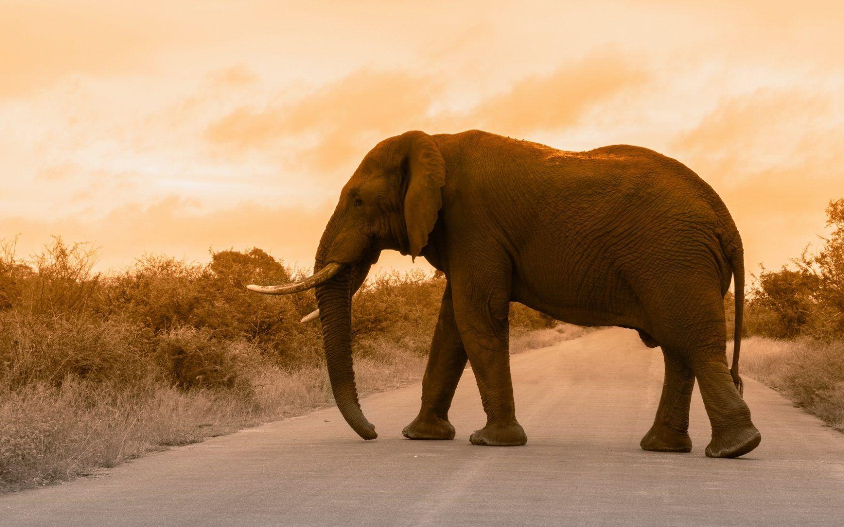 Animal Sunset Wallpapers - Top Free Animal Sunset Backgrounds ...