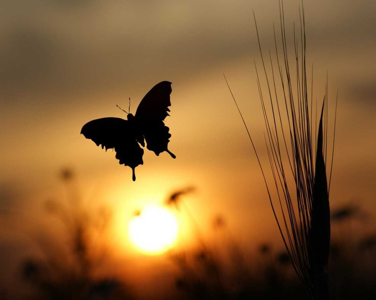 Butterfly Sunset Wallpapers - Top Free Butterfly Sunset Backgrounds ...