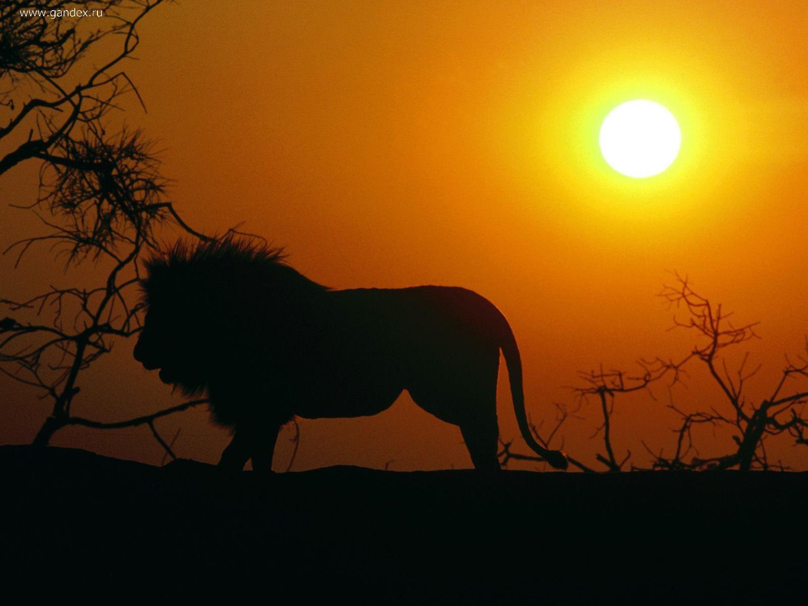 Lion Sunset Wallpapers - Top Free Lion Sunset Backgrounds - WallpaperAccess