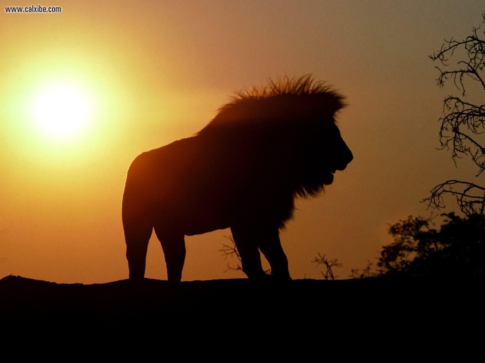 Lion Sunset Wallpapers - Top Free Lion Sunset Backgrounds - WallpaperAccess