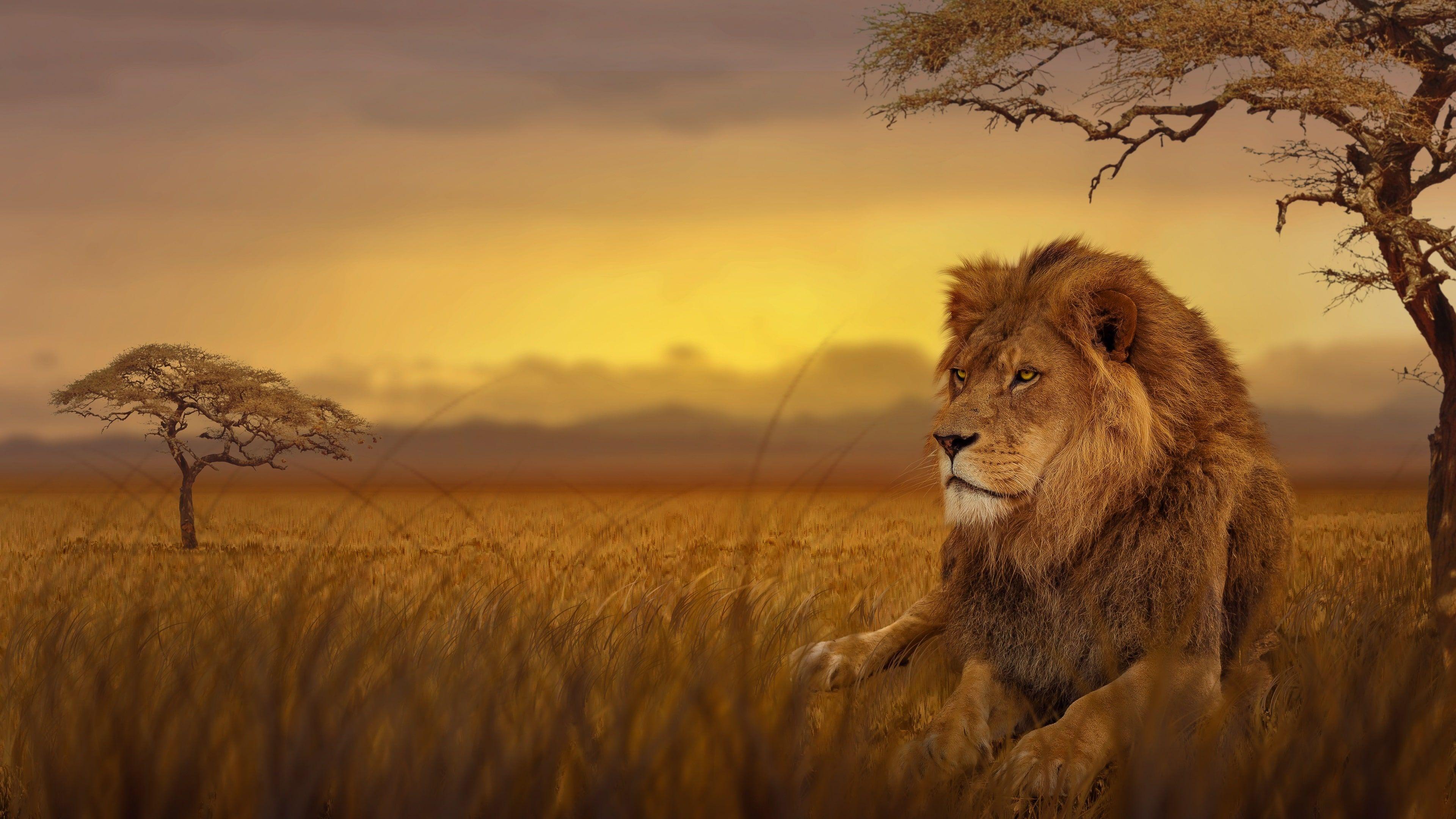 Lion Sunset Wallpapers - Top Free Lion Sunset Backgrounds - WallpaperAccess