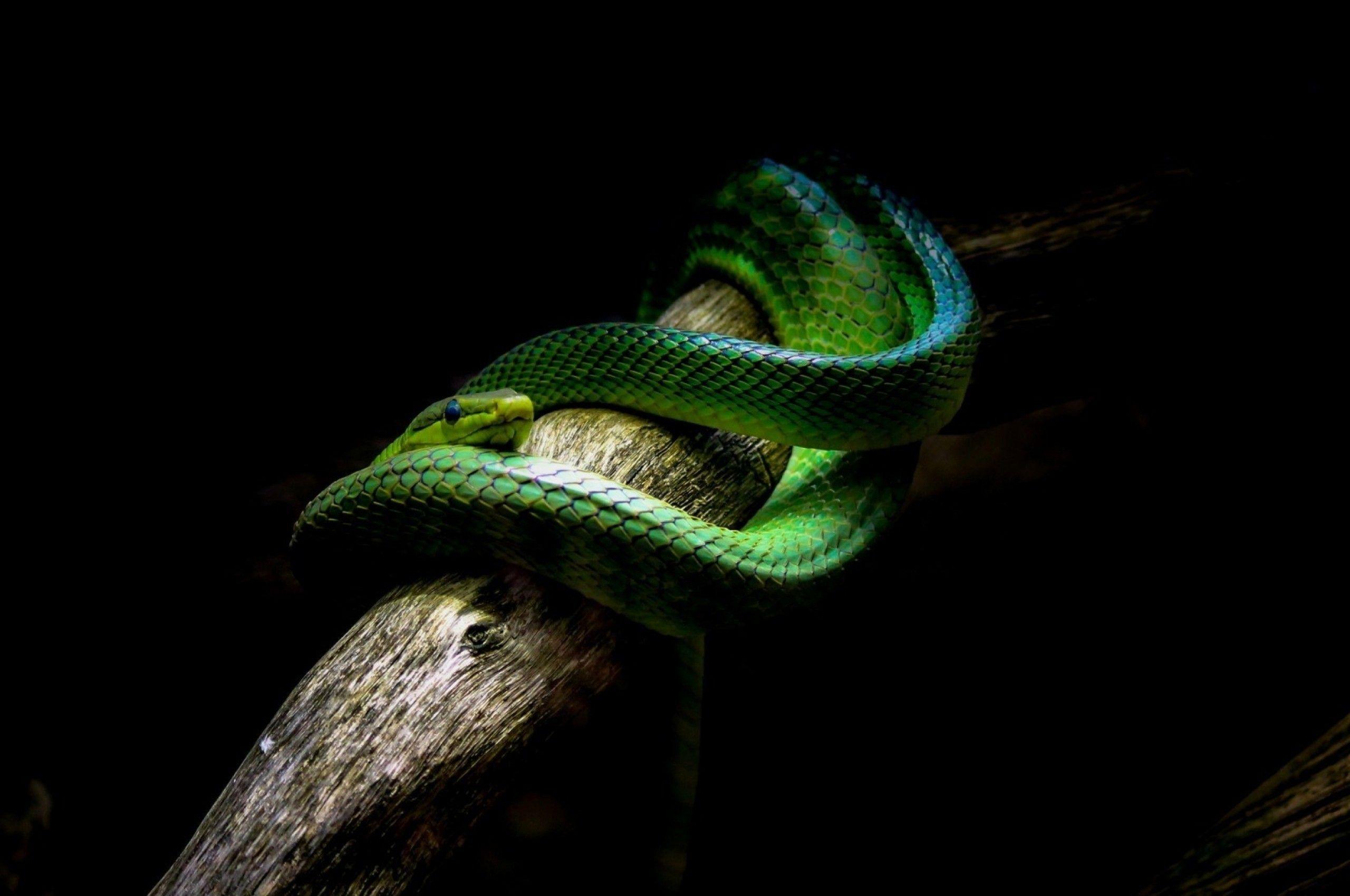 Viper Snake Wallpapers - Top Free Viper Snake Backgrounds - WallpaperAccess