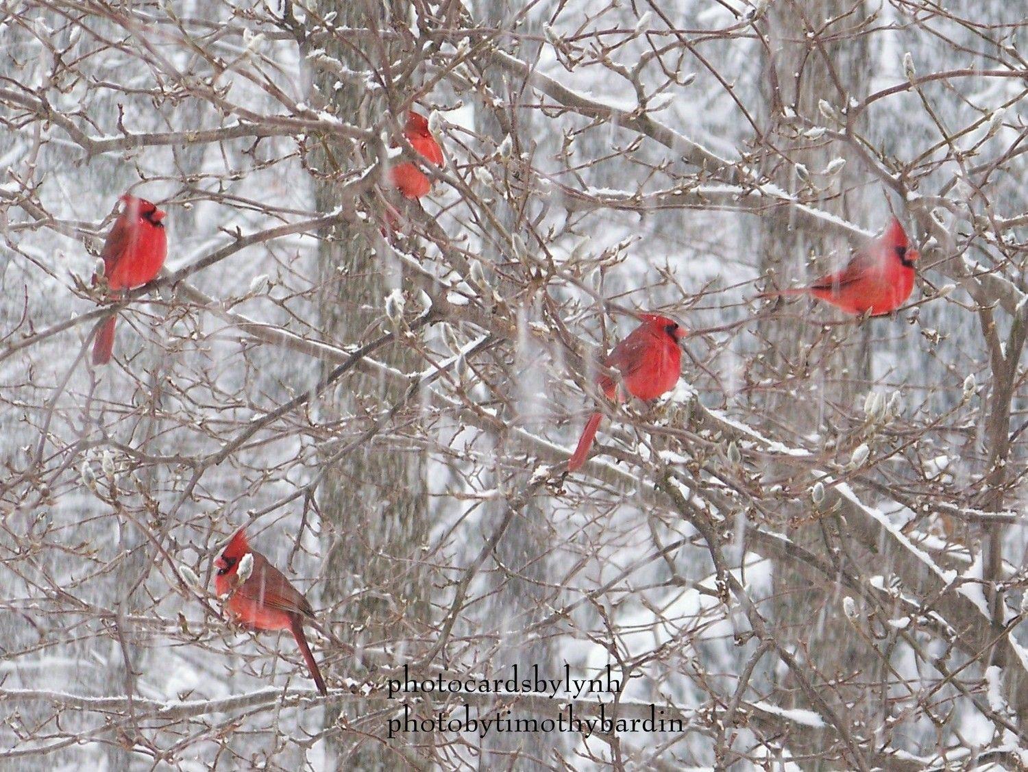 Cardinal in Snow Wallpapers - Top Free Cardinal in Snow Backgrounds ...