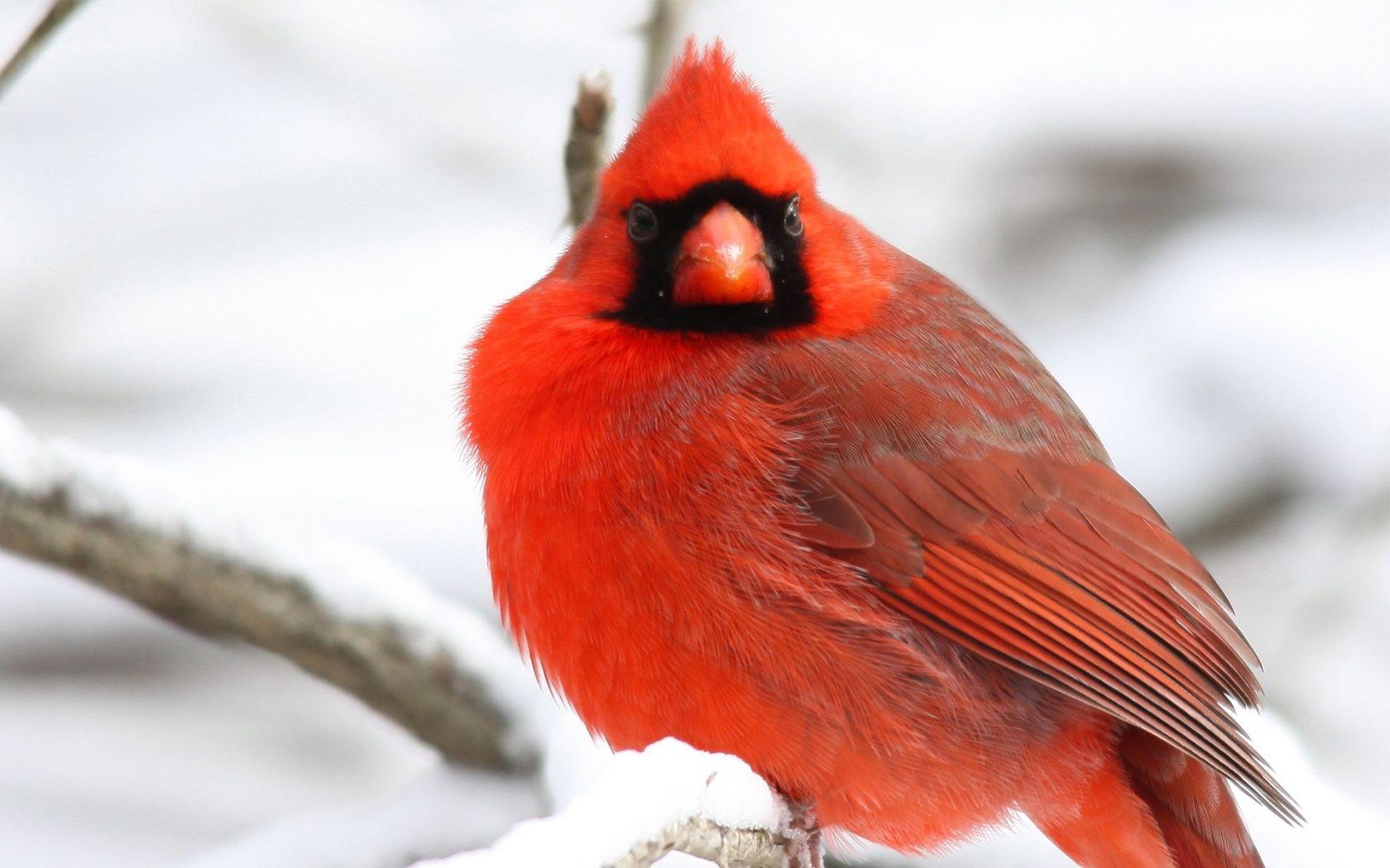 Cardinal in Snow Wallpapers - Top Free Cardinal in Snow Backgrounds ...