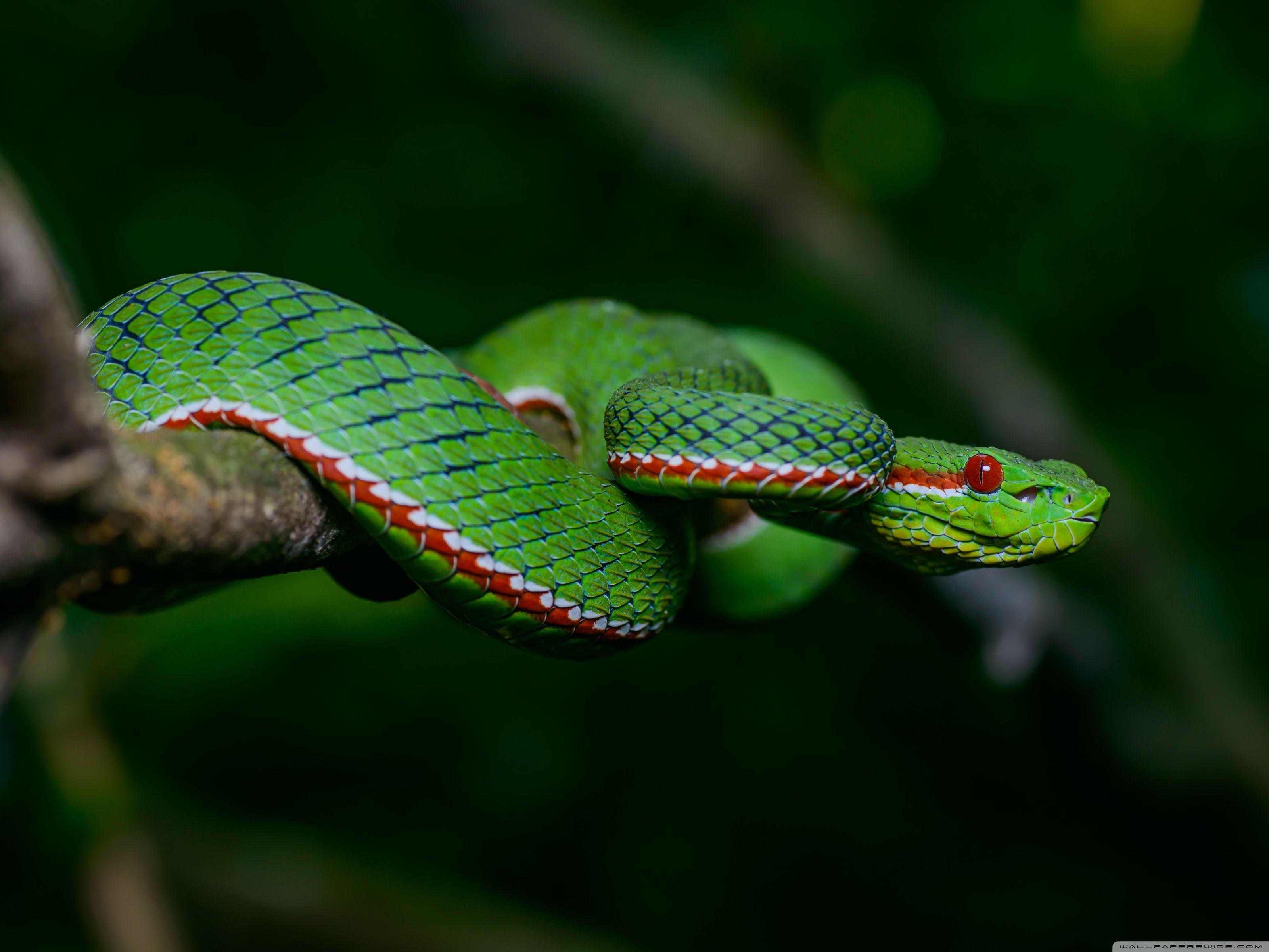 Viper Snake Wallpapers - Top Free Viper Snake Backgrounds - WallpaperAccess