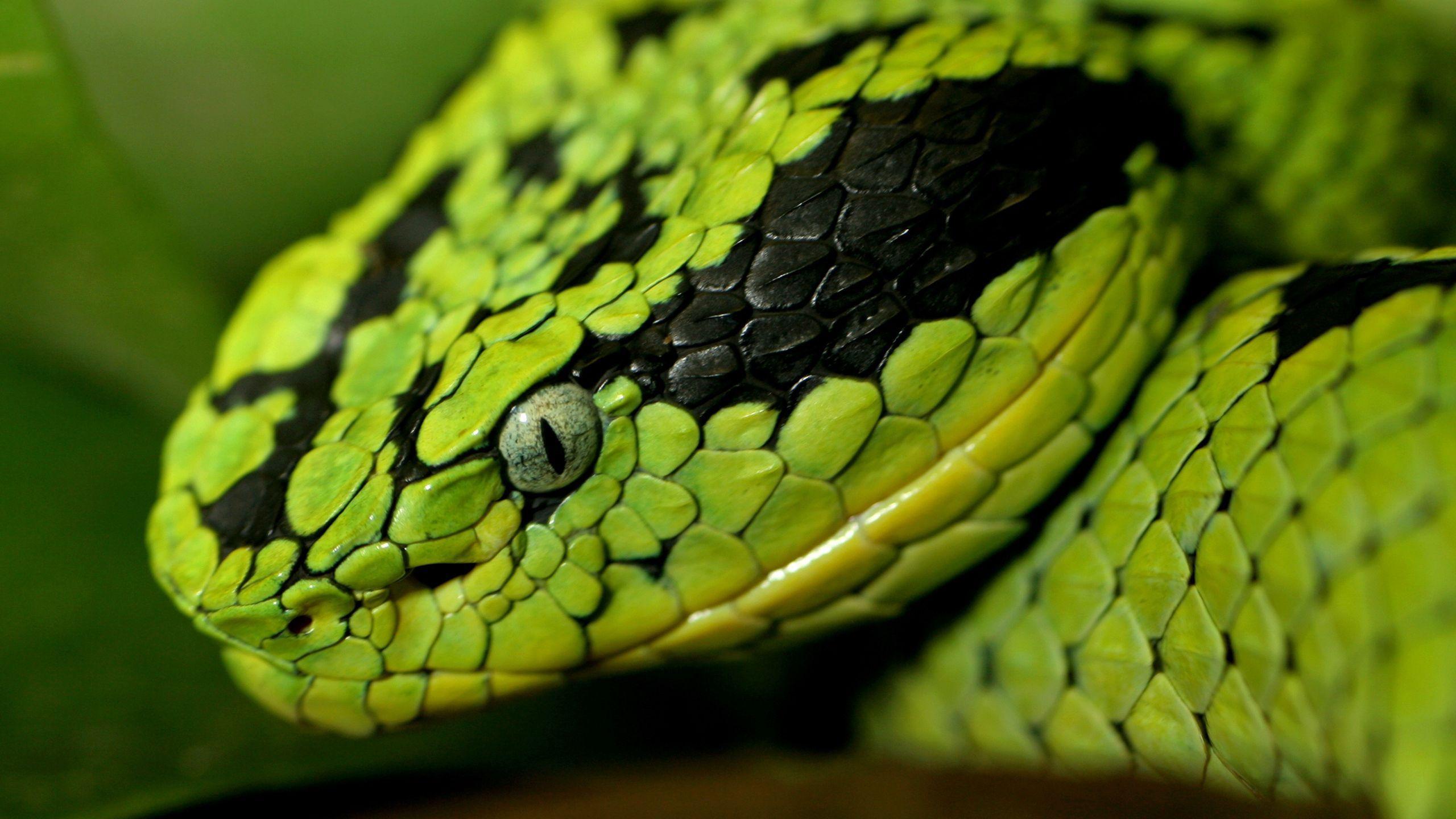 Viper Snake Wallpapers - Top Free Viper Snake Backgrounds - WallpaperAccess
