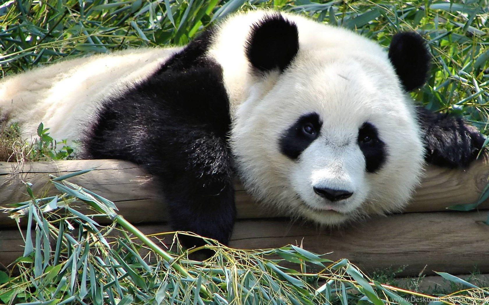 HD Panda Bear Wallpapers - Top Free HD Panda Bear Backgrounds ...