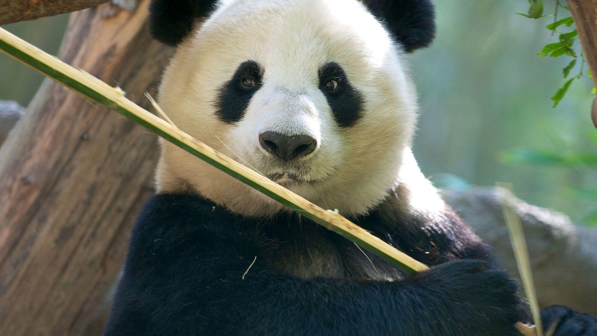 HD Panda Bear Wallpapers - Top Free HD Panda Bear Backgrounds ...