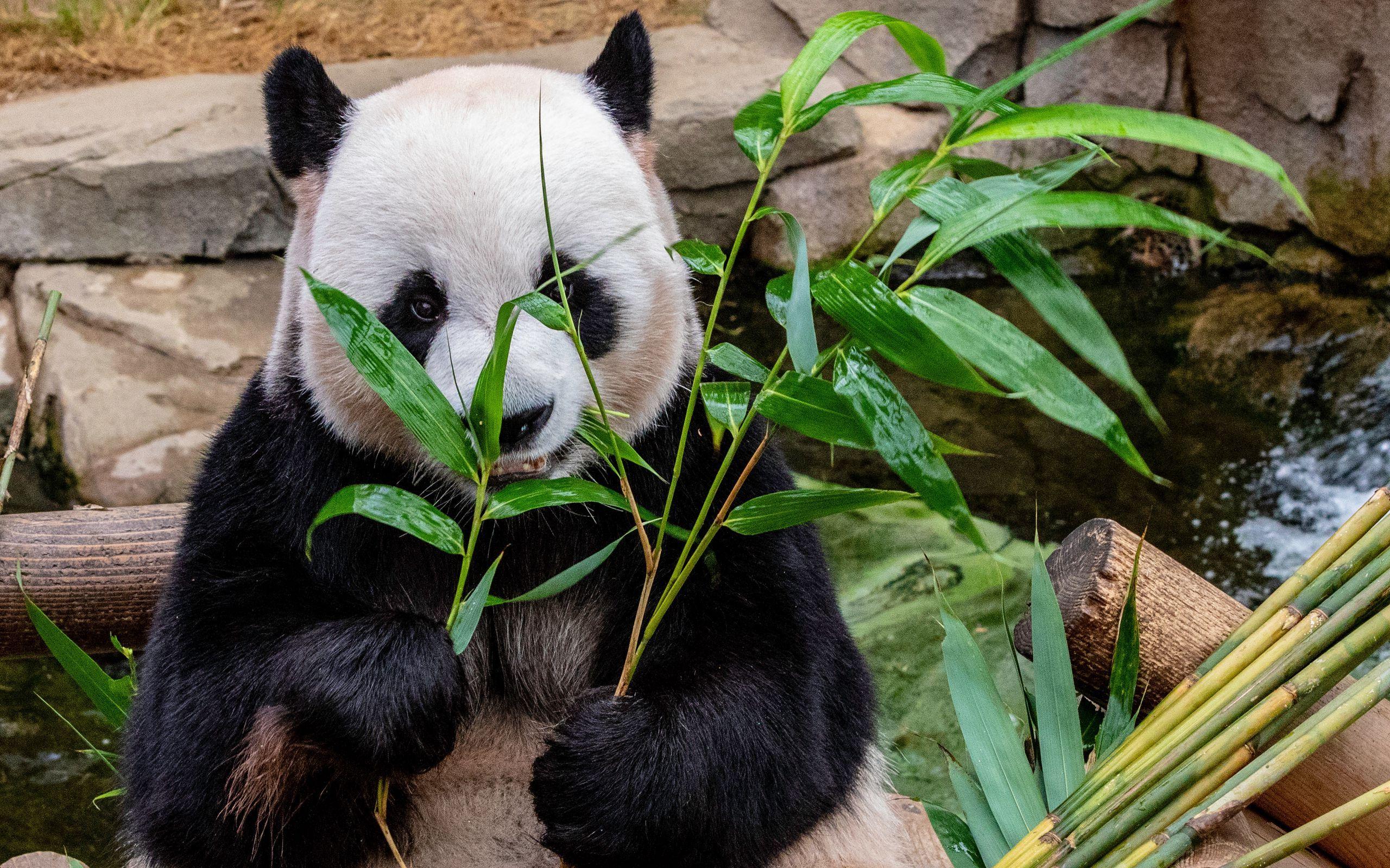 HD Panda Bear Wallpapers - Top Free HD Panda Bear Backgrounds ...