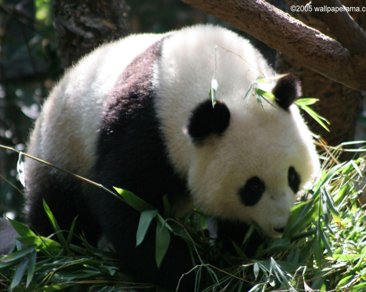 HD Panda Bear Wallpapers - Top Free HD Panda Bear Backgrounds ...