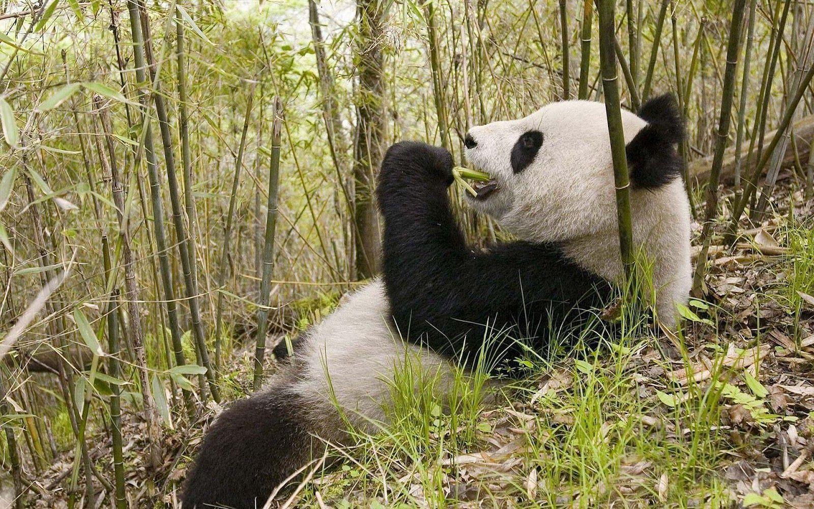 Panda Eating Wallpapers - Top Free Panda Eating Backgrounds ...