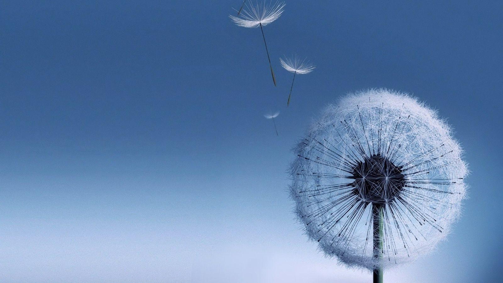 Transparent Computer Wallpapers - Top Free Transparent Computer ...