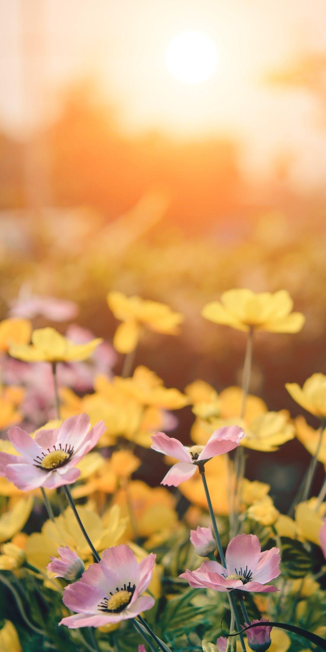 Pink and Yellow Flowers Wallpapers - Top Free Pink and Yellow Flowers ...