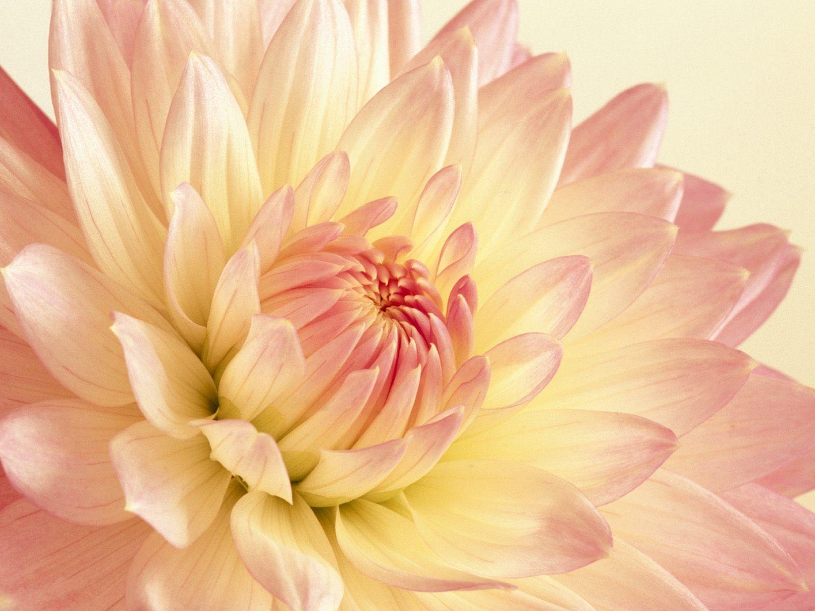 Pink and Yellow Flowers Wallpapers - Top Free Pink and Yellow Flowers ...